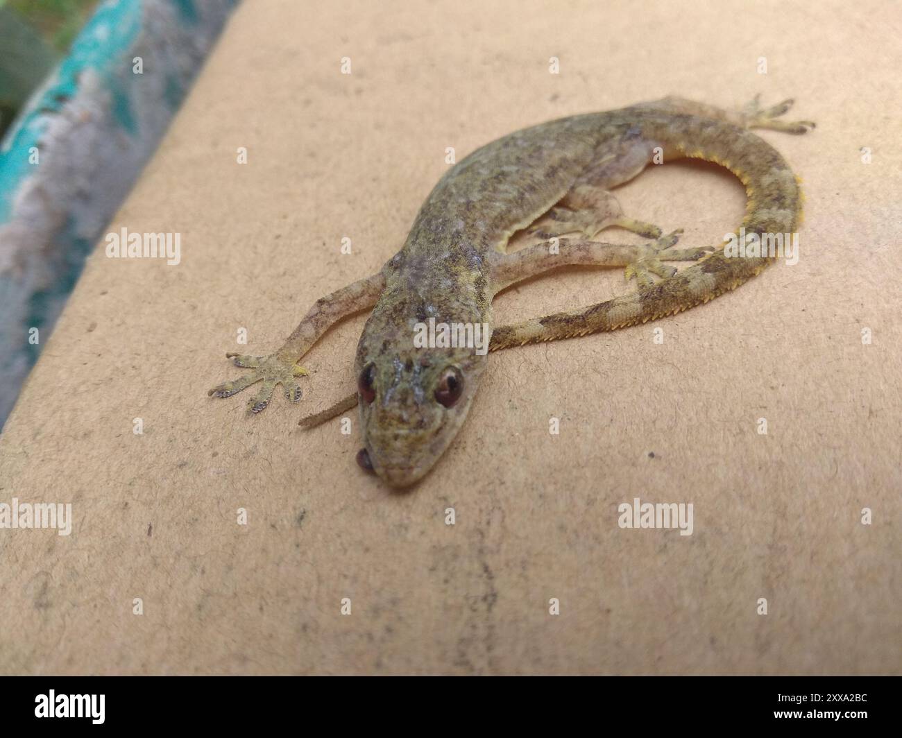 Indo-Pacific House Gecko (Hemidactylus garnotii) Reptilia Stock Photo ...