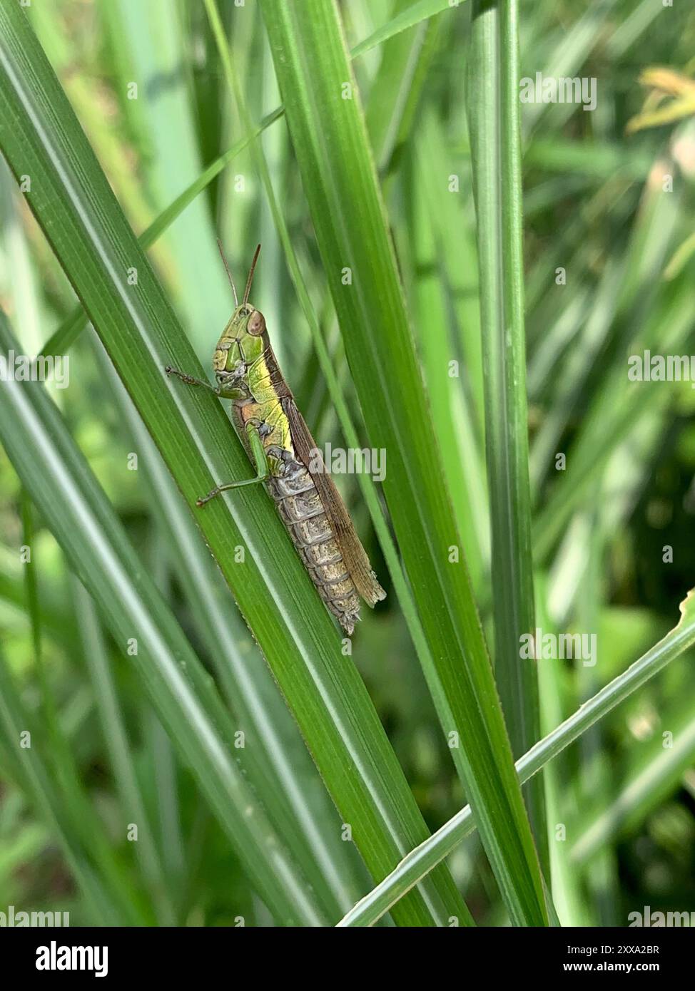 Rice Grasshoppers (Oxya) Insecta Stock Photo - Alamy