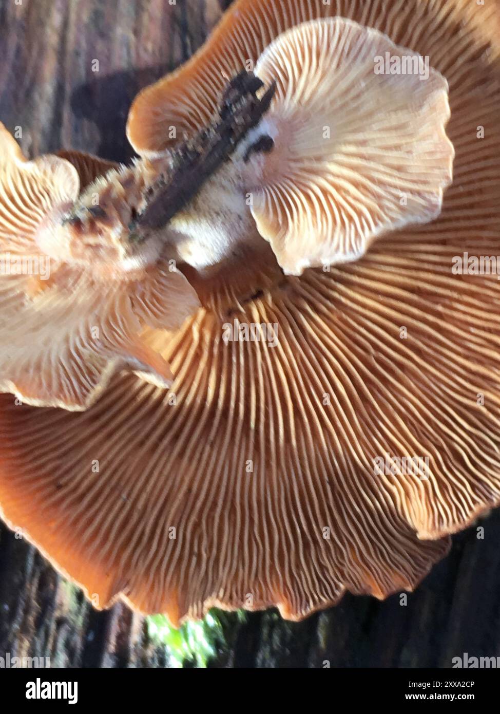 Luminescent Panellus (Panellus stipticus) Fungi Stock Photo - Alamy