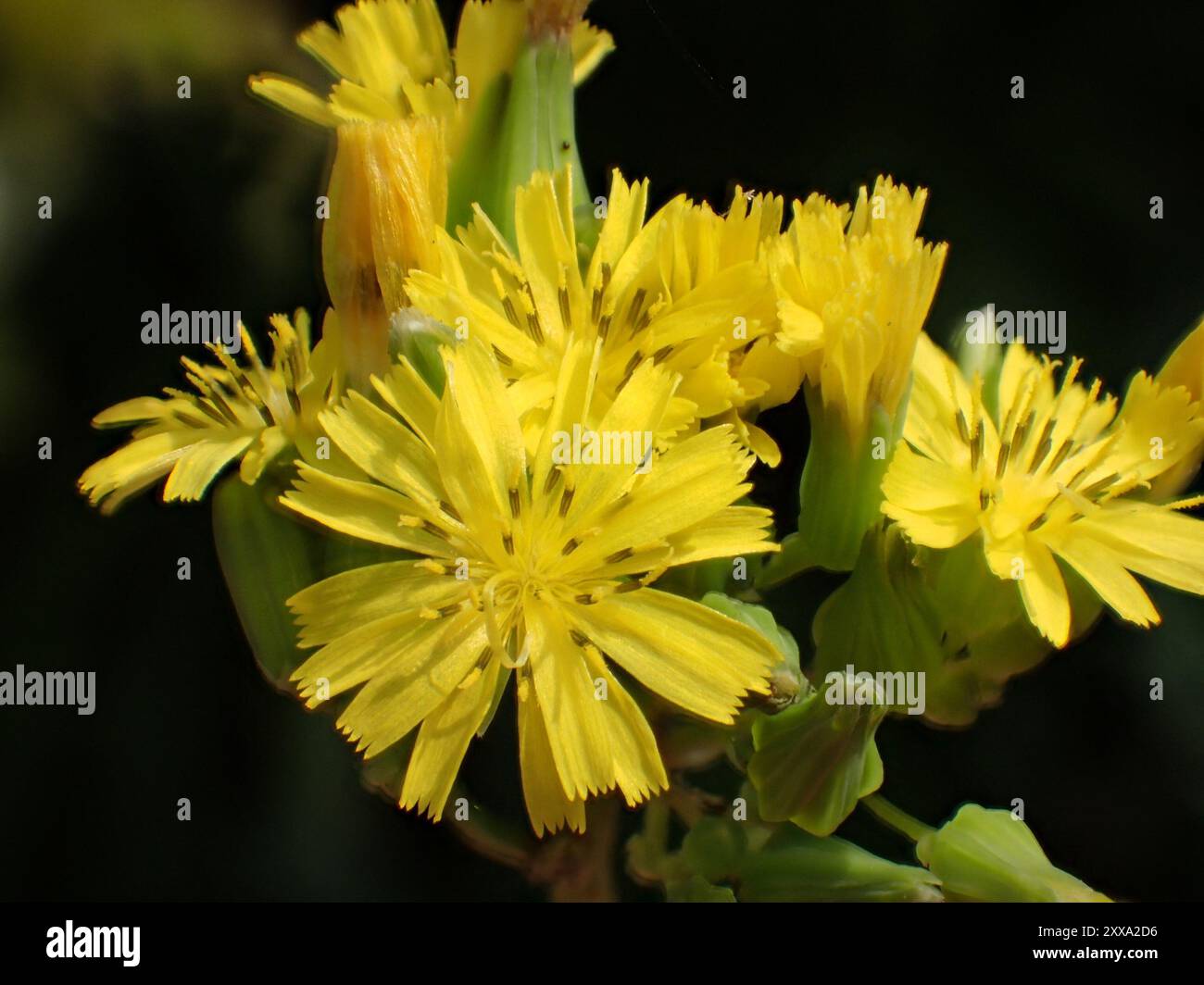 Oriental false hawksbeard (Youngia japonica) Plantae Stock Photo - Alamy