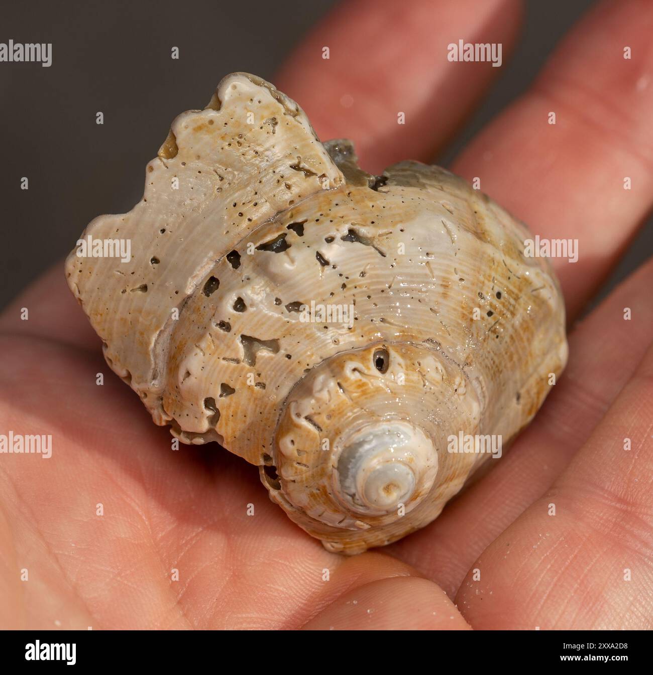 Knobbed Whelk (Busycon carica) Mollusca Stock Photo - Alamy