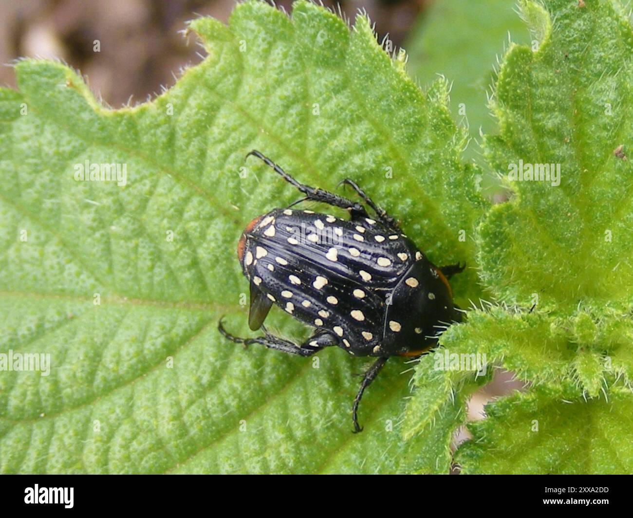 Common Dotted Fruit Chafer (Oxythyrea marginalis) Insecta Stock Photo ...
