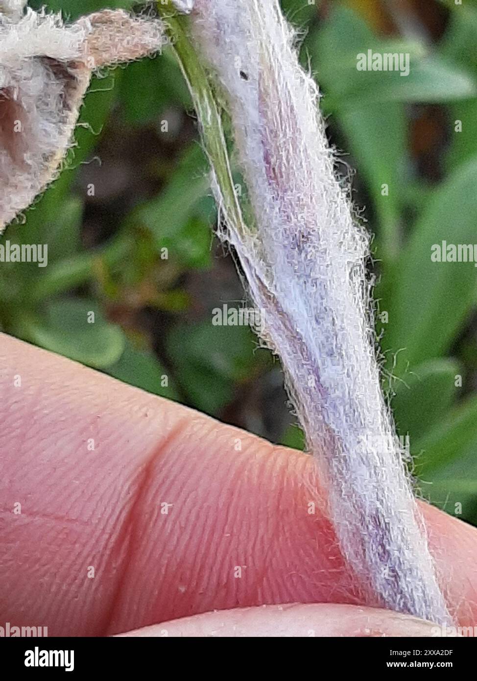Cotton daisy (Celmisia spectabilis) Plantae Stock Photo - Alamy