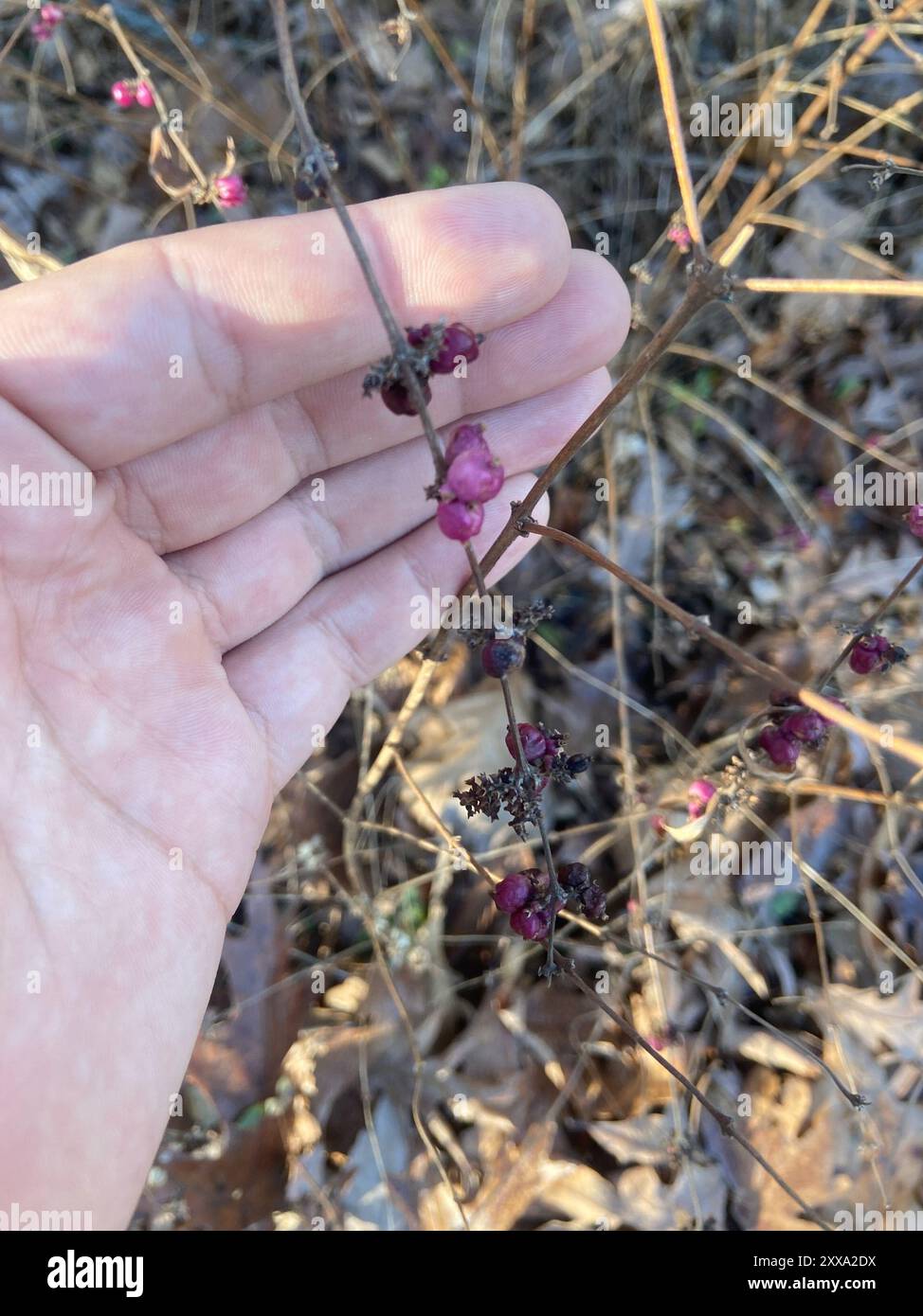 coralberry (Symphoricarpos orbiculatus) Plantae Stock Photo - Alamy