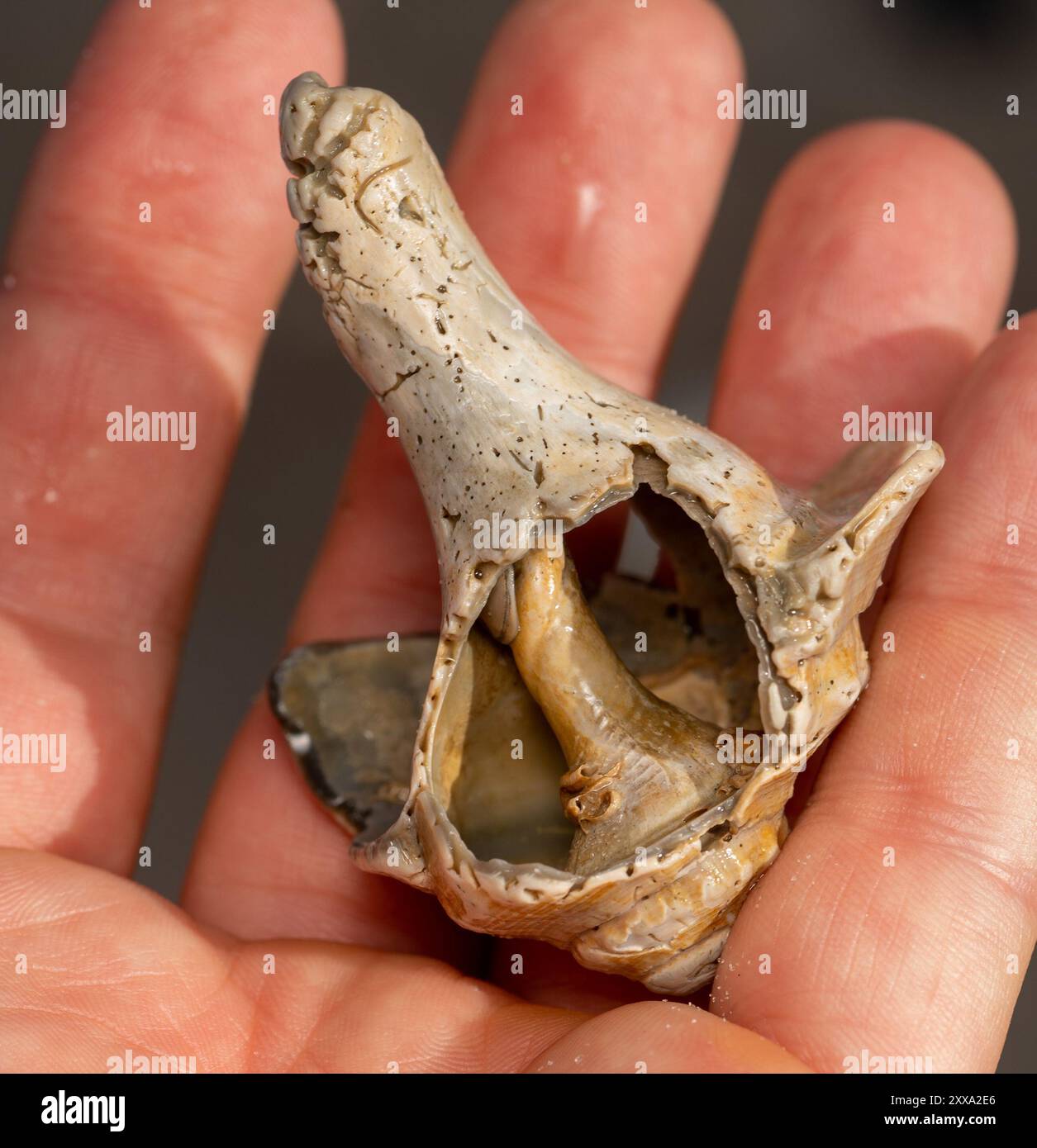 Knobbed Whelk (Busycon carica) Mollusca Stock Photo - Alamy