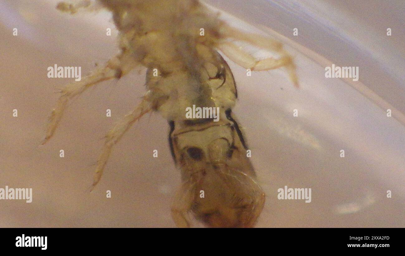 Little Sister Sedges (Cheumatopsyche) Insecta Stock Photo - Alamy