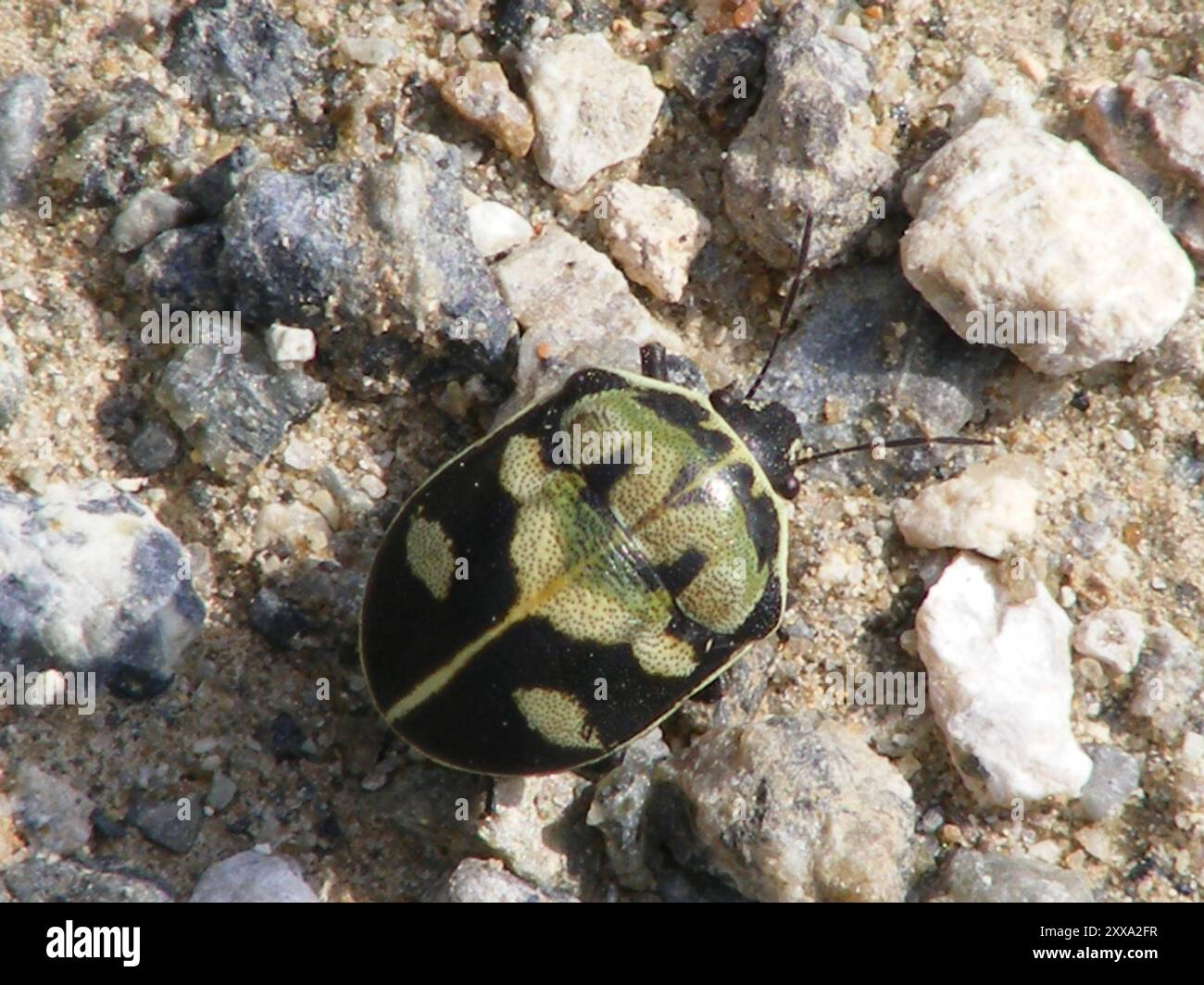 Common Voodoo Shieldbug (Deroplax silphoides) Insecta Stock Photo - Alamy