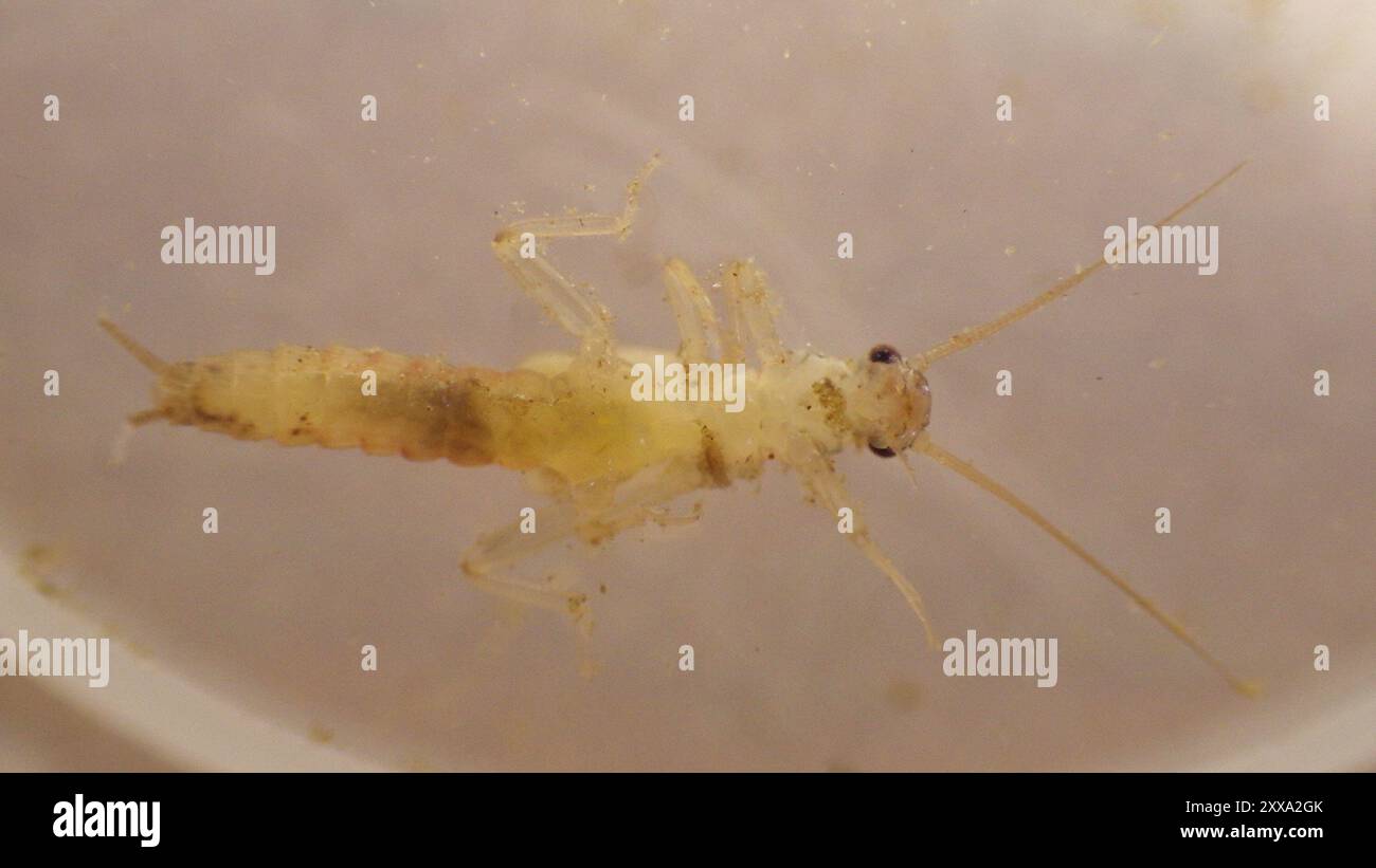 Small Winter Stoneflies (Capniidae) Insecta Stock Photo - Alamy