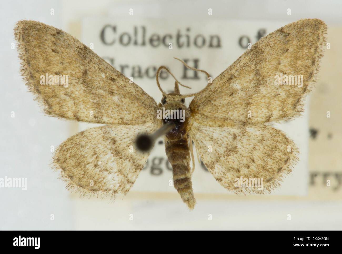 Drab Brown Wave (Lobocleta ossularia) Insecta Stock Photo - Alamy