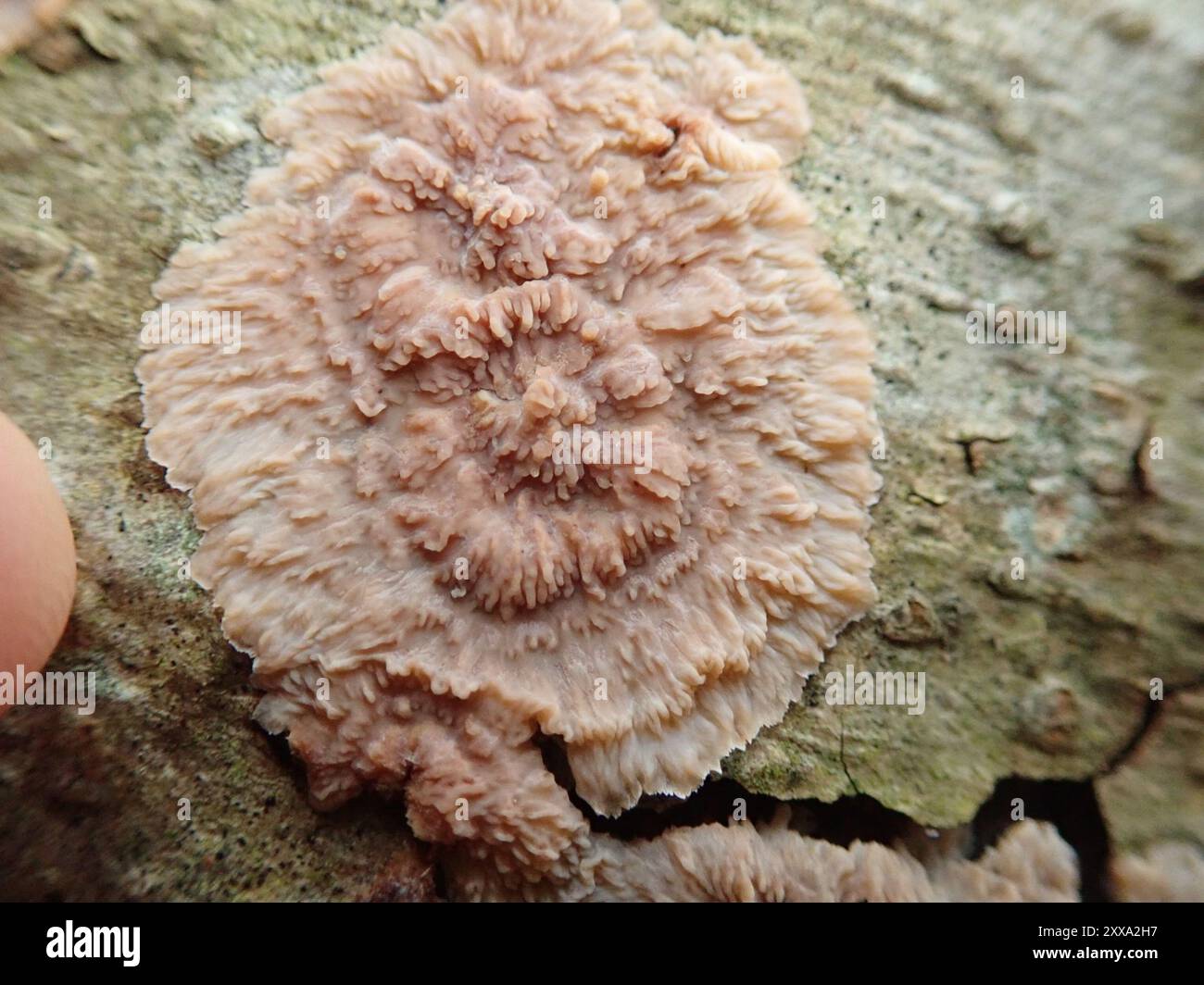 Wrinkled Crust (Phlebia radiata) Fungi Stock Photo - Alamy