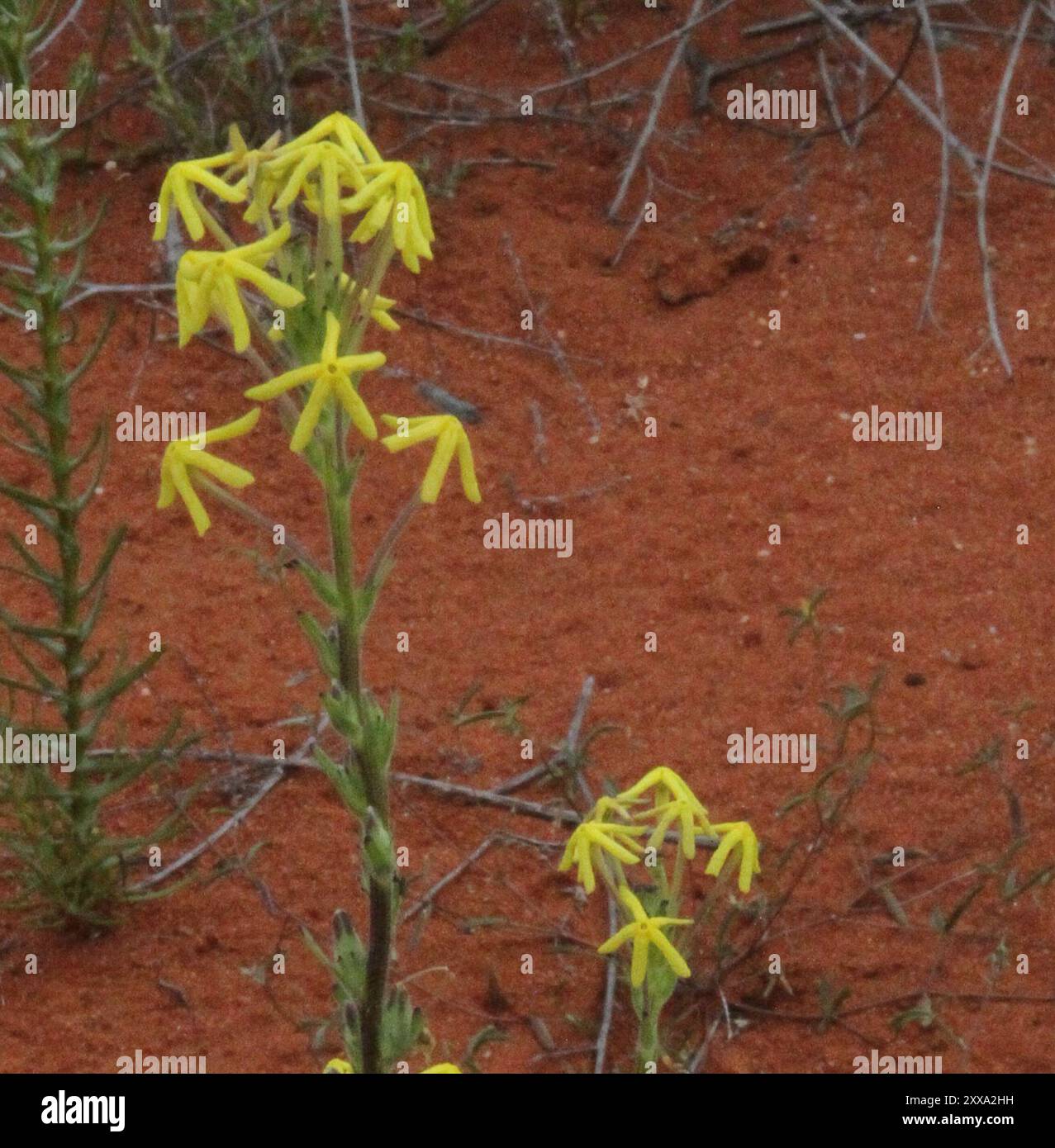 Finger Phloxes (Manulea) Plantae Stock Photo - Alamy