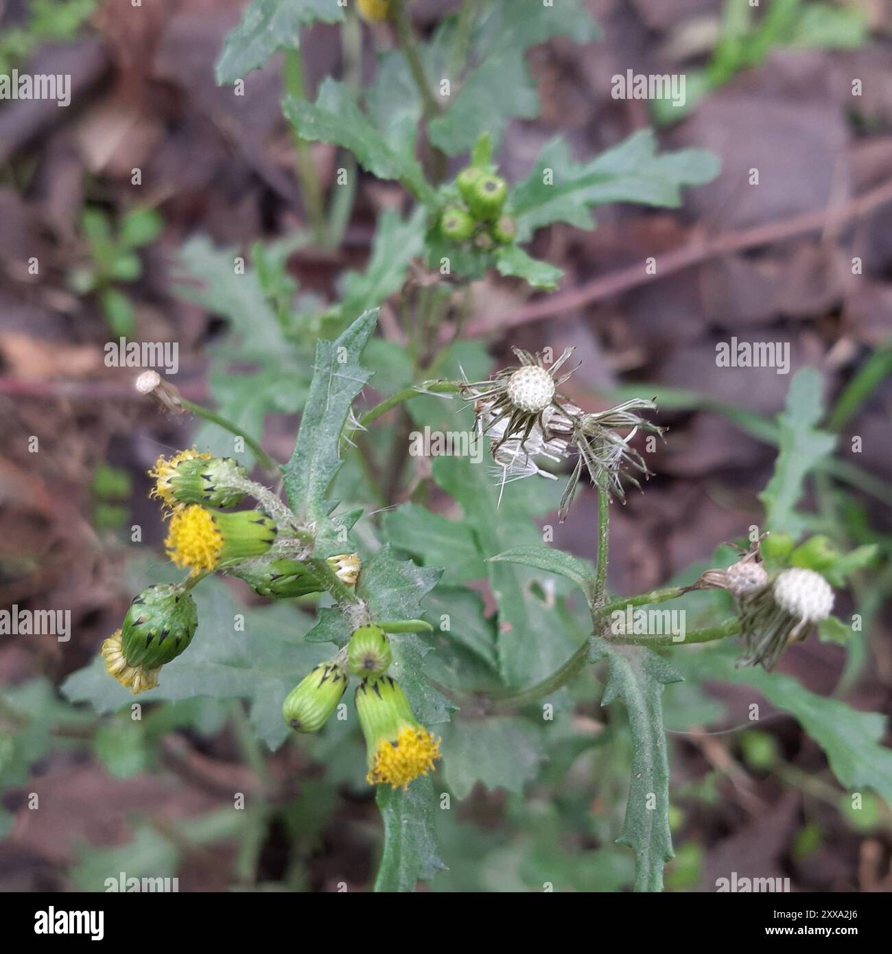 common groundsel (Senecio vulgaris) Plantae Stock Photo - Alamy