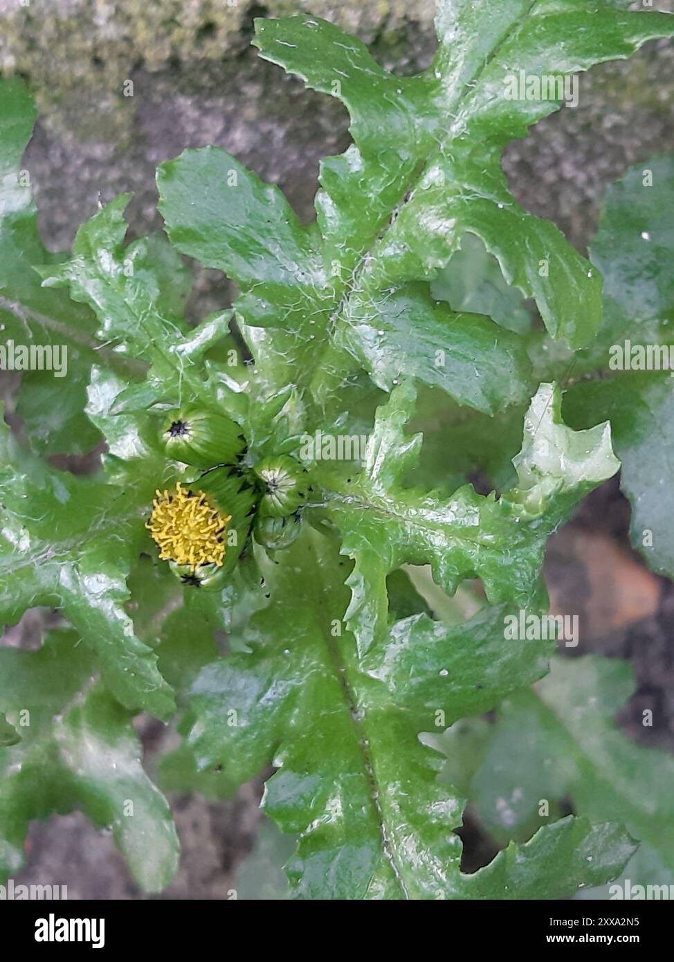 common groundsel (Senecio vulgaris) Plantae Stock Photo - Alamy