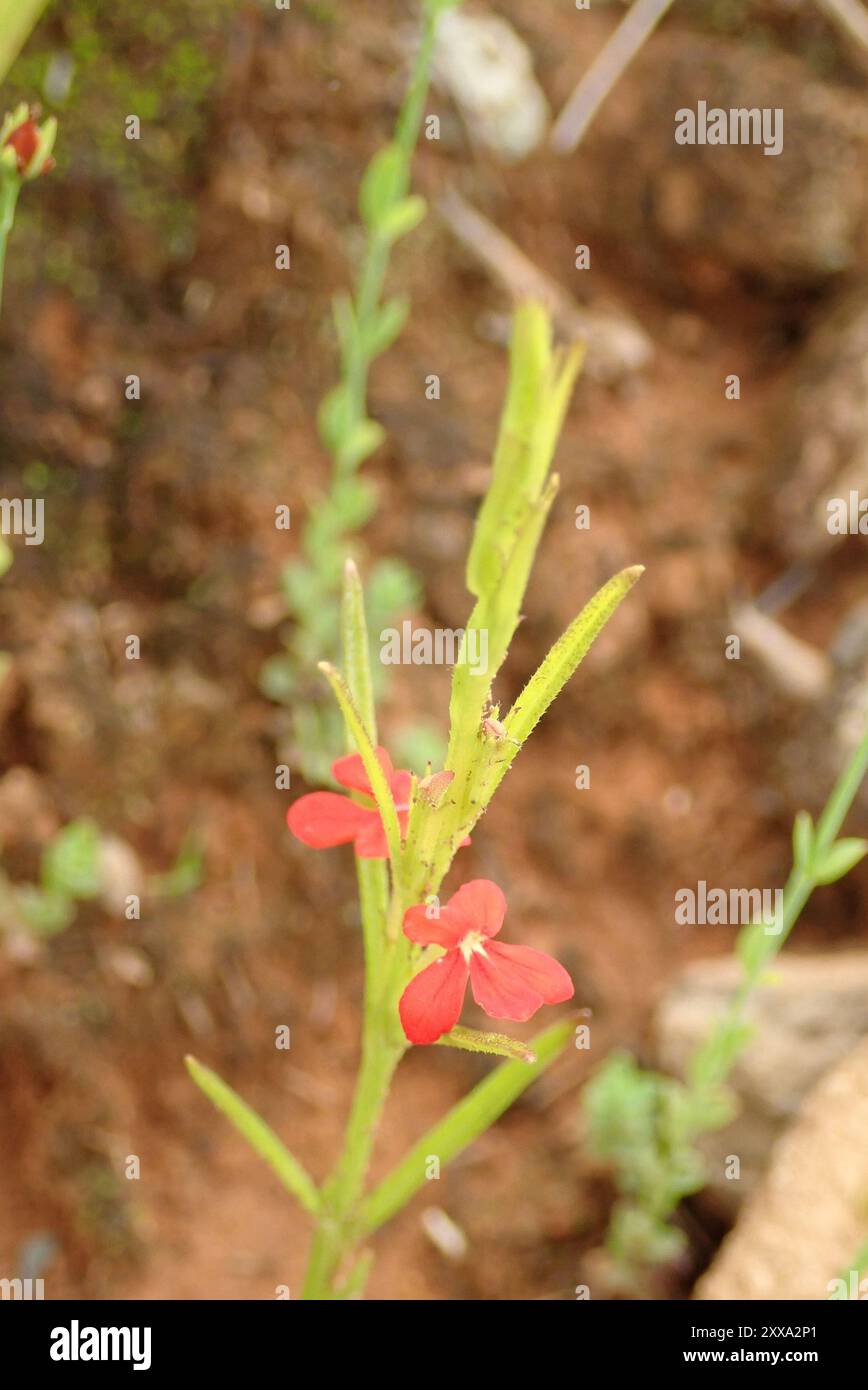 Witchweed (Striga asiatica) Plantae Stock Photo - Alamy