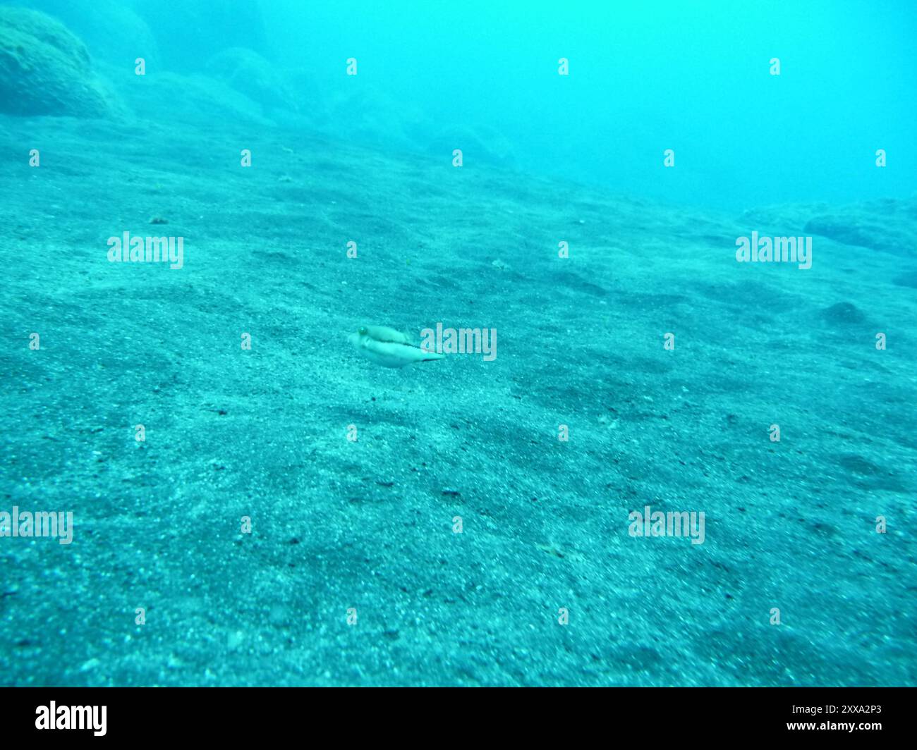 Macaronesian Toby (Canthigaster capistrata) Actinopterygii Stock Photo ...