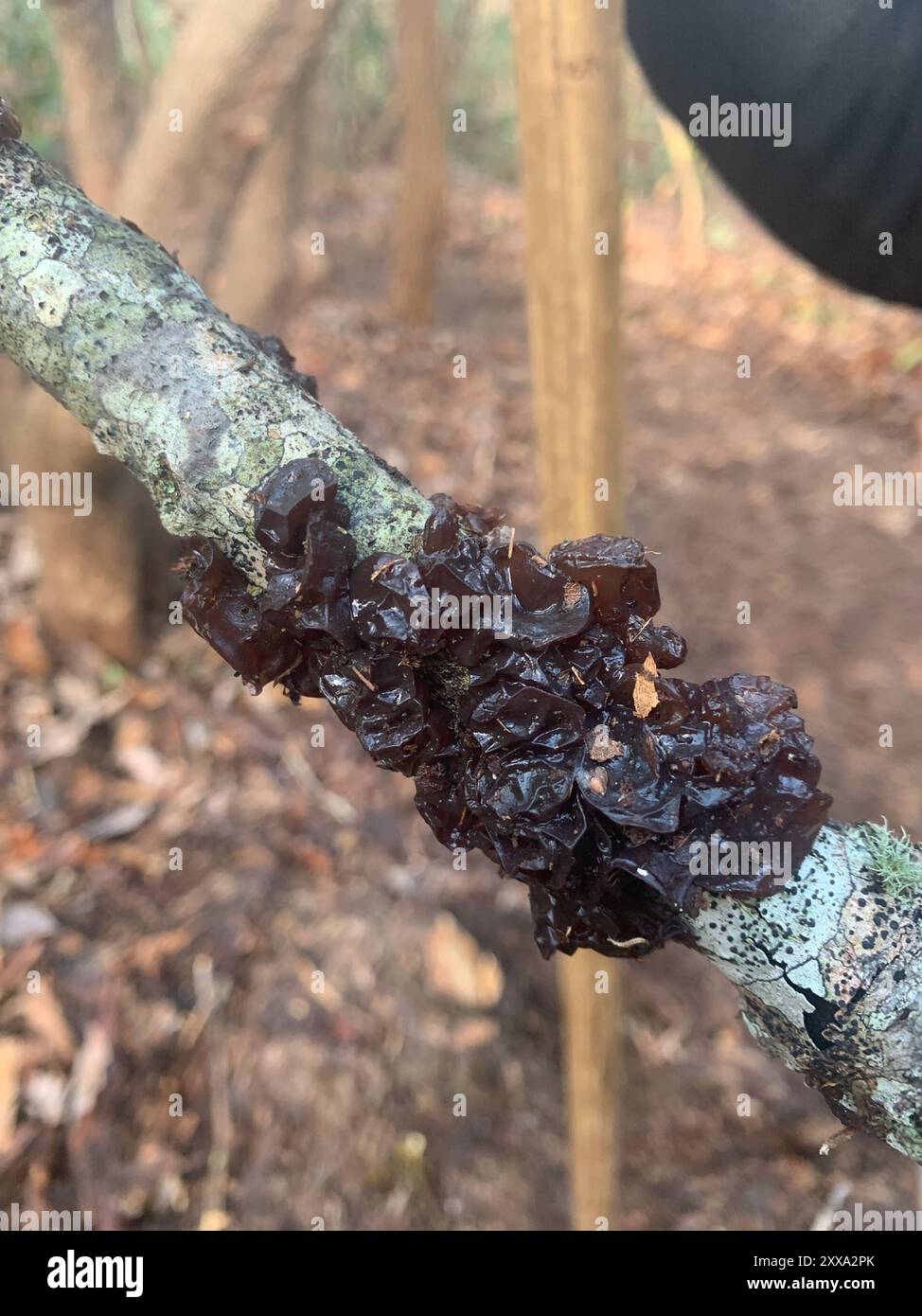 Exidia crenata hi-res stock photography and images - Alamy