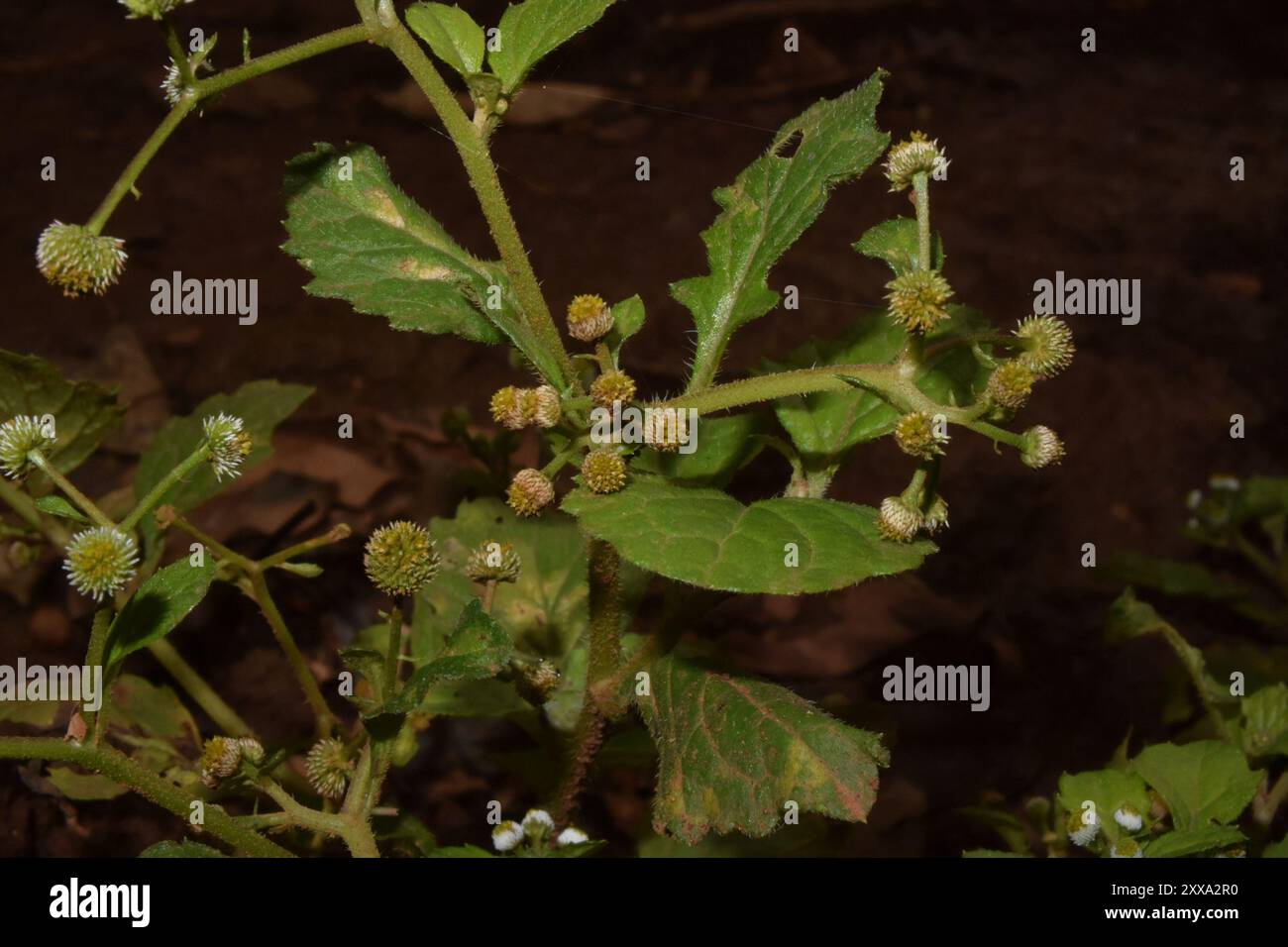 Auriculate Dichrocephala (Dichrocephala integrifolia) Plantae Stock ...