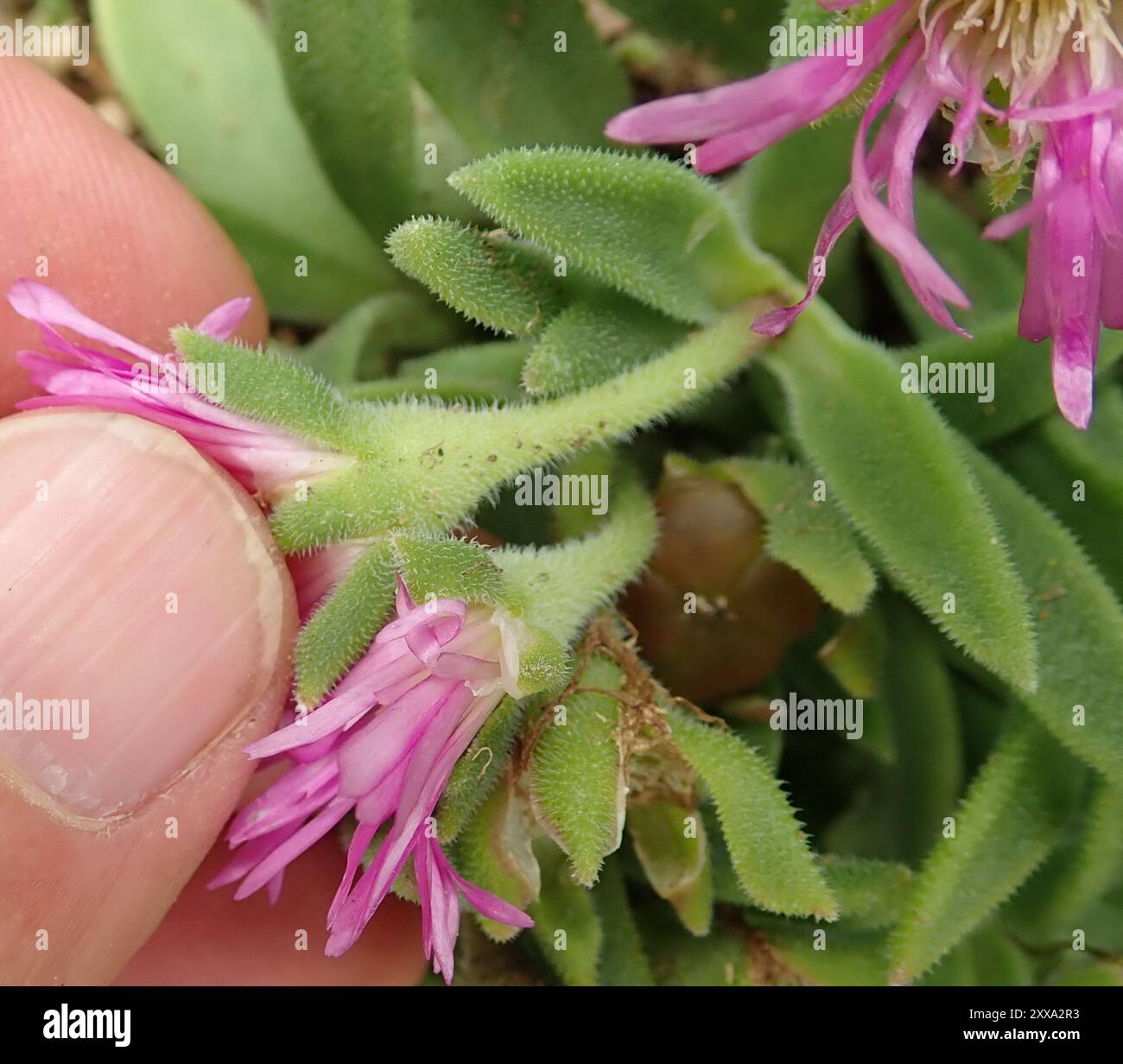 Fire Sheepfig (Delosperma sutherlandii) Plantae Stock Photo - Alamy