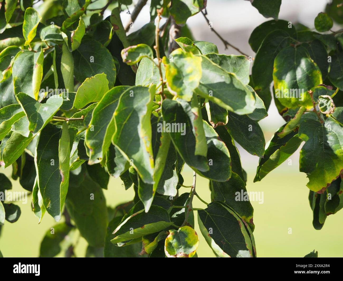 Clammy Cherry (Cordia dichotoma) Plantae Stock Photo - Alamy