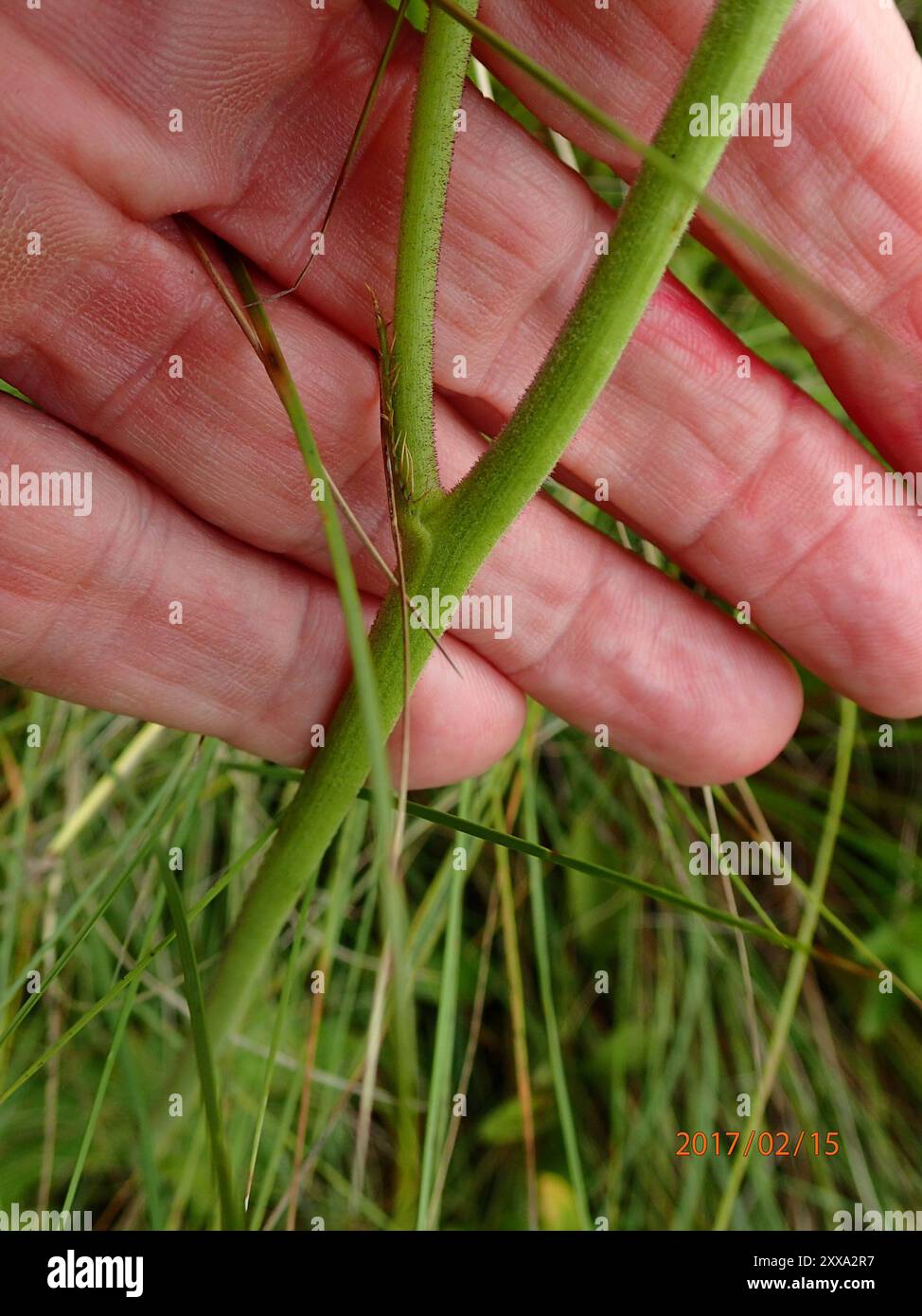 Pretty African Thistle (Berkheya speciosa) Plantae Stock Photo - Alamy