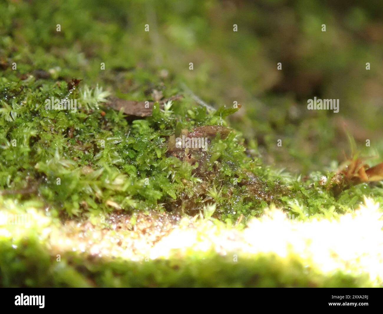 Turner's Threadwort (Cephaloziella turneri) Plantae Stock Photo - Alamy