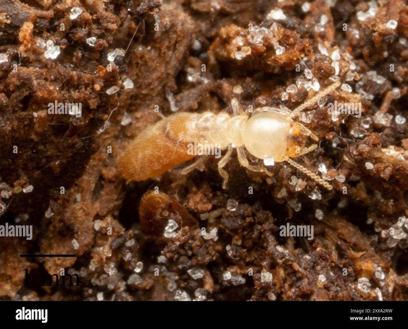 Termites (Termitoidae) Insecta Stock Photo - Alamy