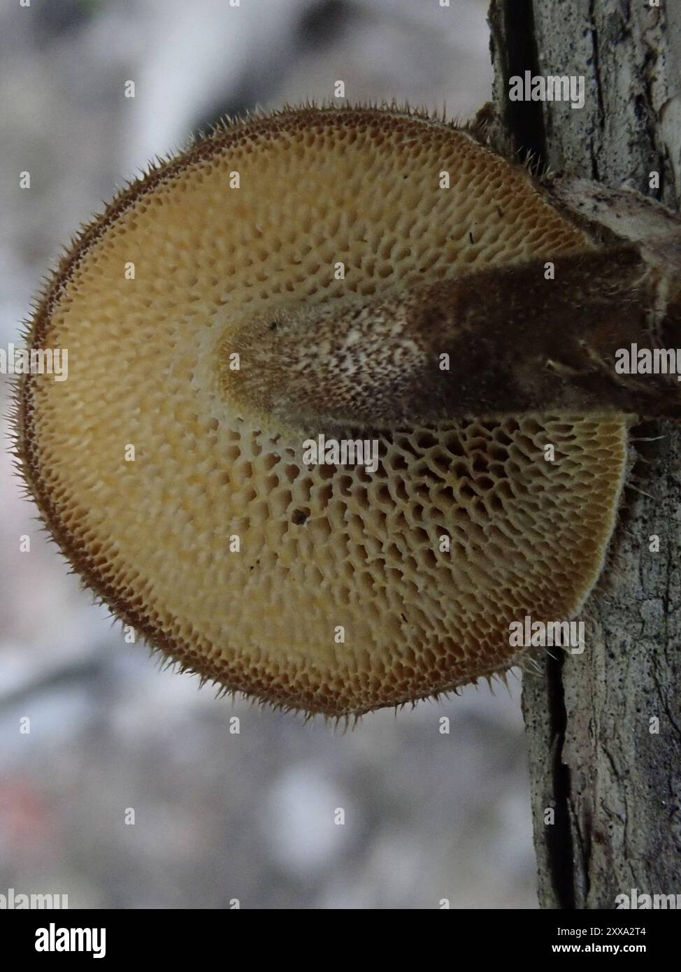 Spring Polypore (Lentinus arcularius) Fungi Stock Photo - Alamy