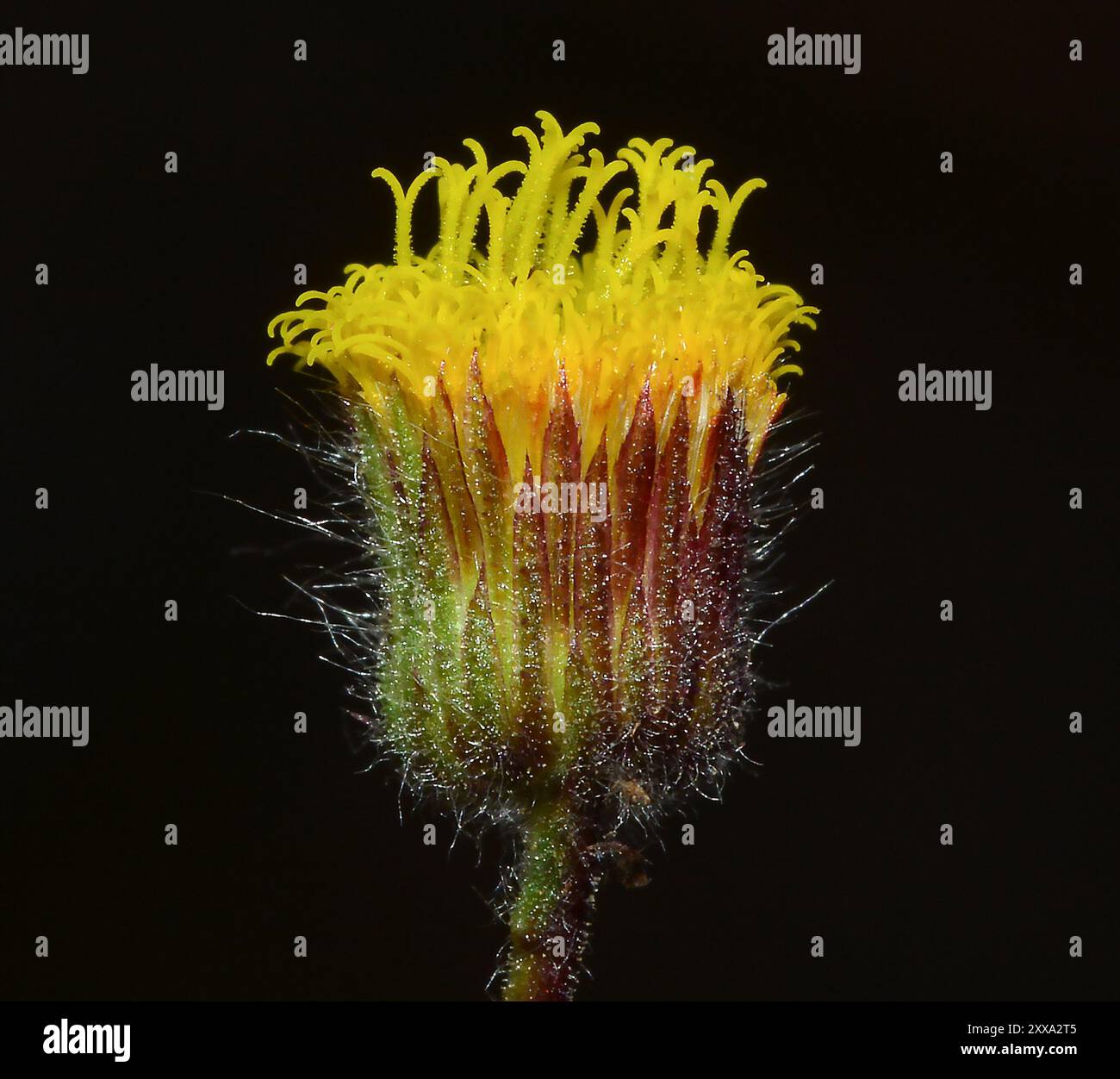 (Blumea oxyodonta) Plantae Stock Photo - Alamy