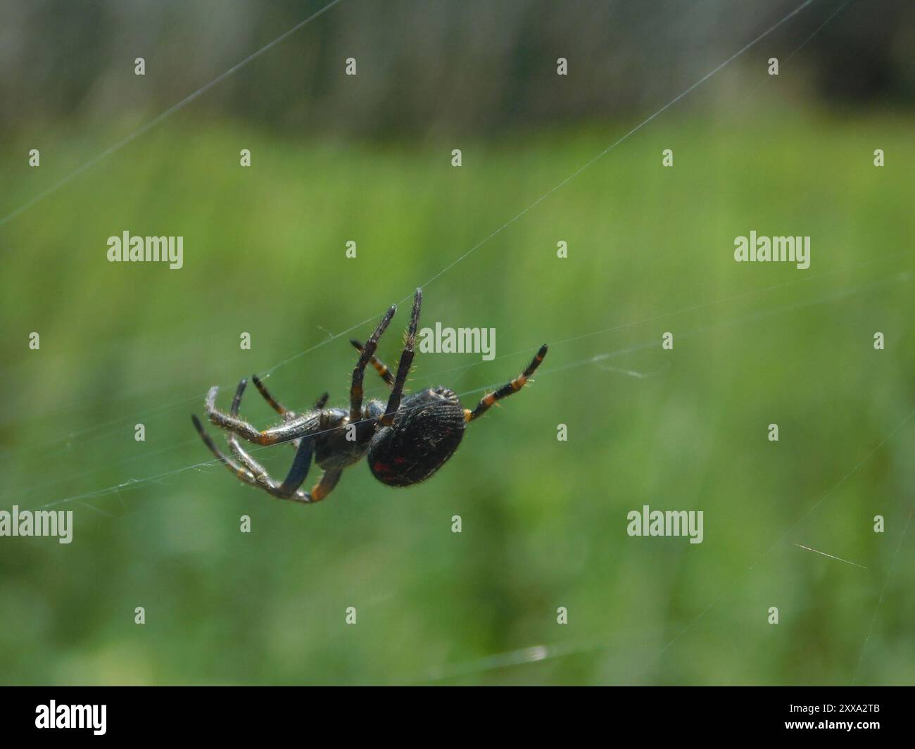Bistriata hi-res stock photography and images - Alamy