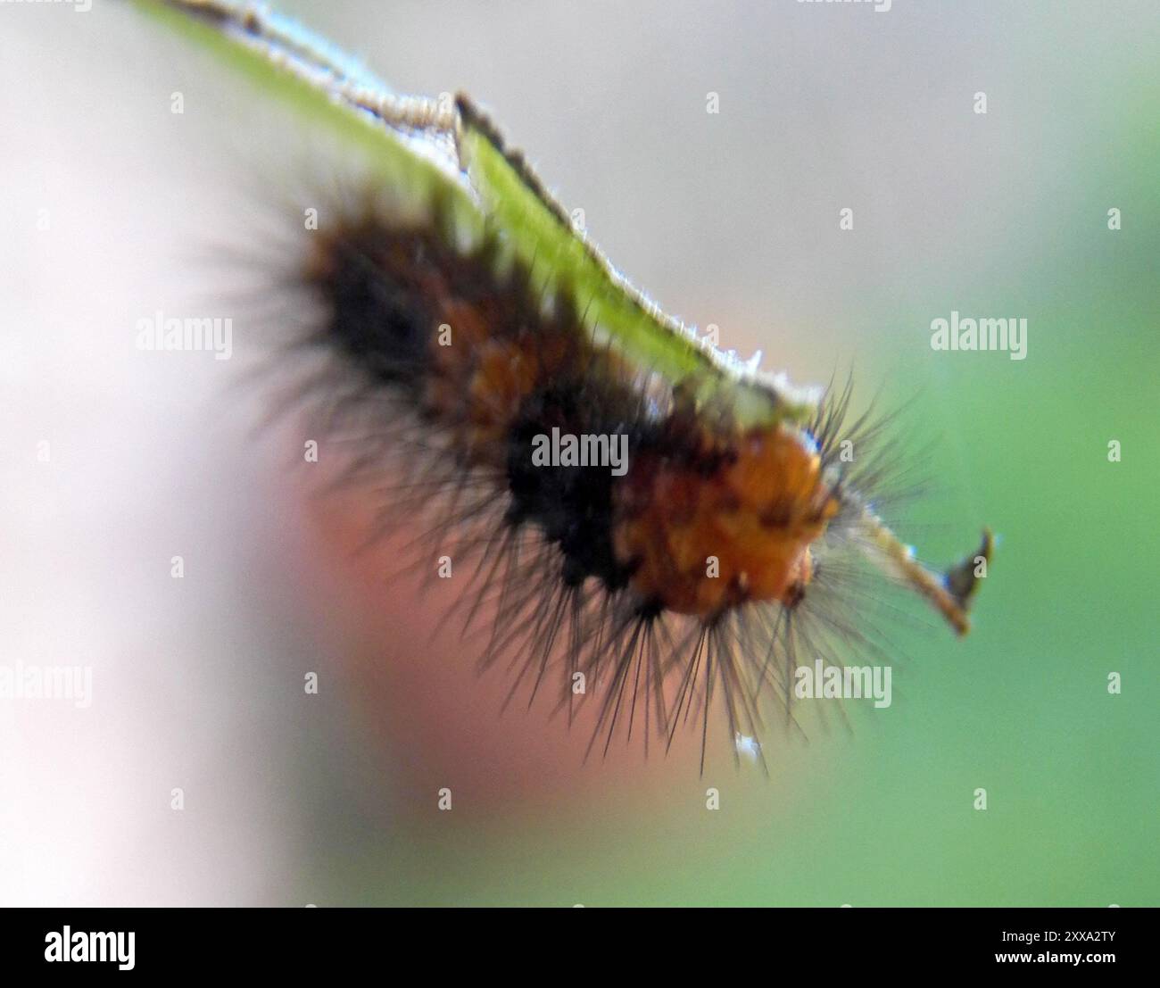 Giant Leopard Moth (Hypercompe scribonia) Insecta Stock Photo - Alamy