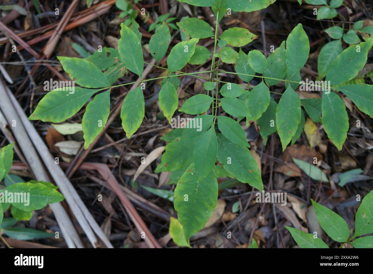 Shamel Ash (Fraxinus uhdei) Plantae Stock Photo - Alamy