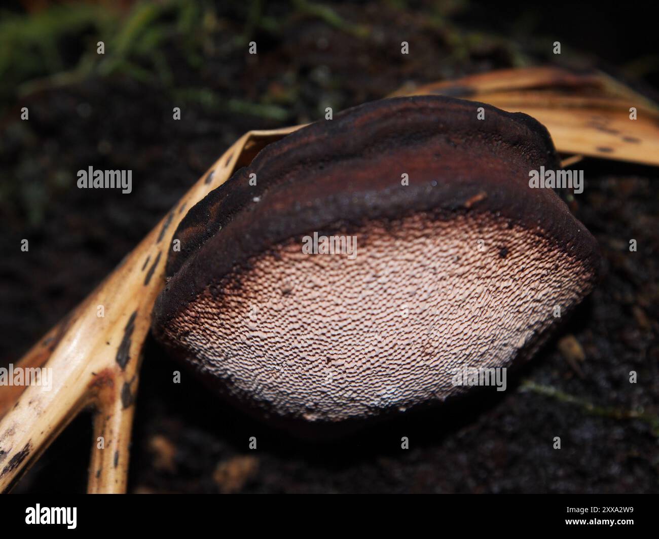 (Fomitopsis rosea) Fungi Stock Photo - Alamy
