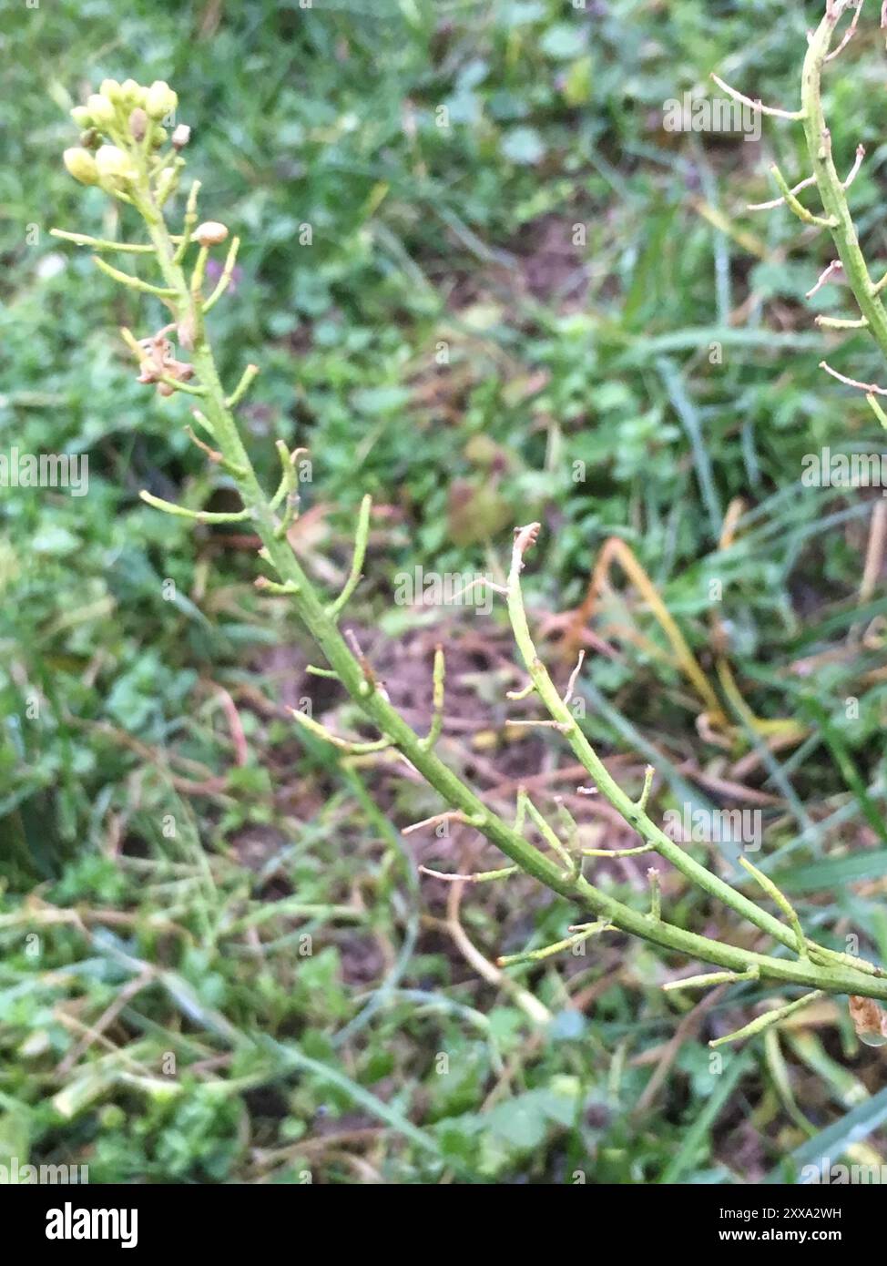 charlock (Mutarda arvensis) Plantae Stock Photo - Alamy