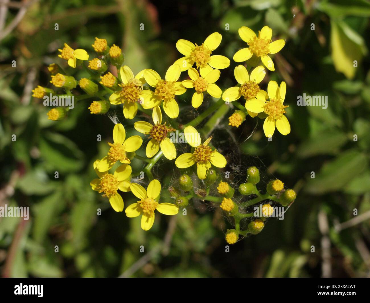 creeping groundsel (Senecio angulatus) Plantae Stock Photo - Alamy