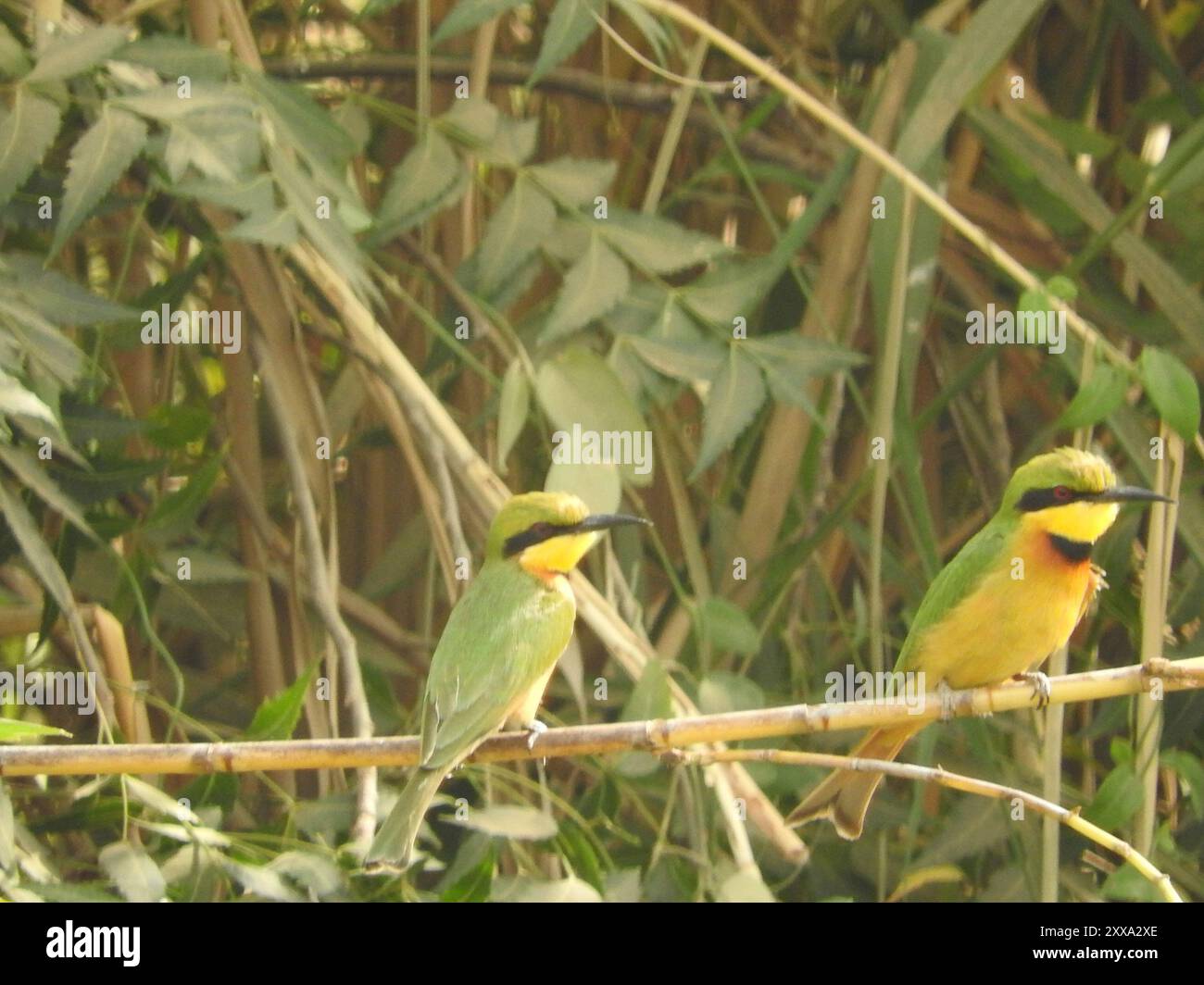 Little Bee-eater (Merops pusillus) Aves Stock Photo - Alamy