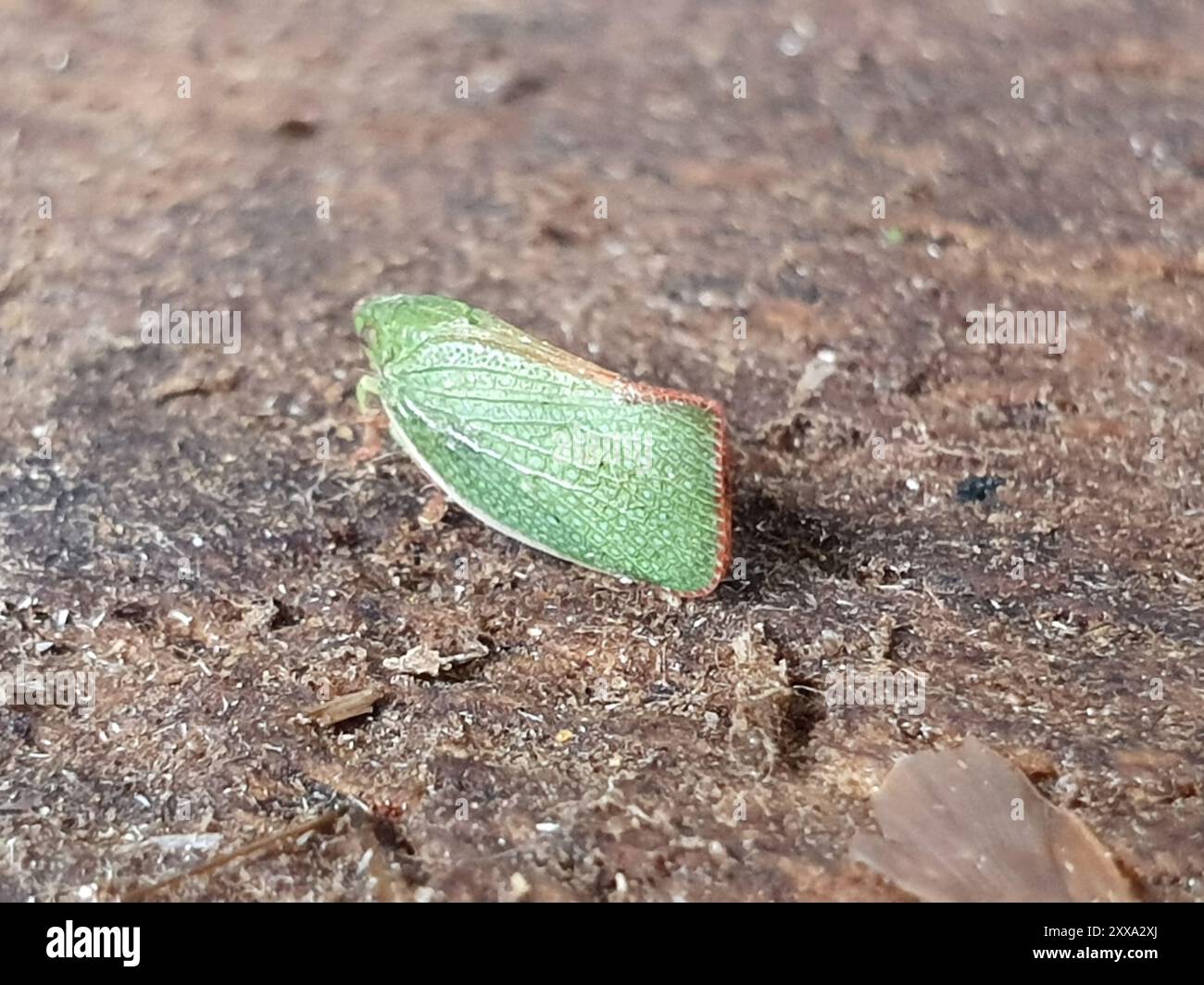 Torpedo Bug (Siphanta acuta) Insecta Stock Photo - Alamy