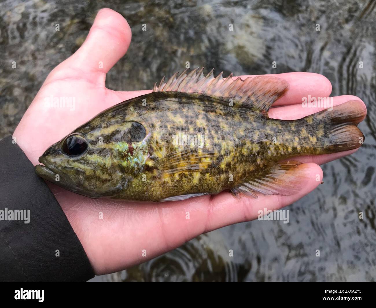 Warmouth (Lepomis gulosus) Actinopterygii Stock Photo - Alamy