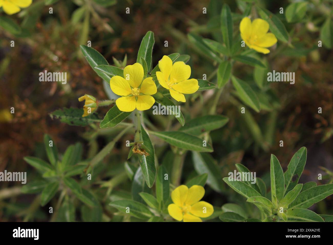 floating primrose-willow (Ludwigia peploides) Plantae Stock Photo - Alamy