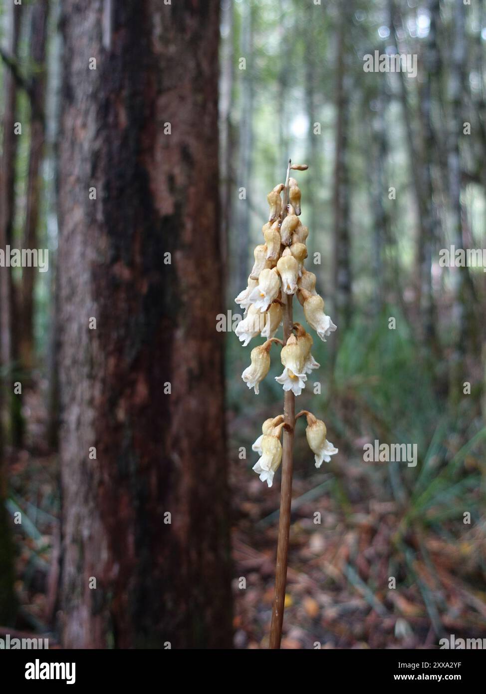 tall potato orchid (Gastrodia procera) Plantae Stock Photo - Alamy