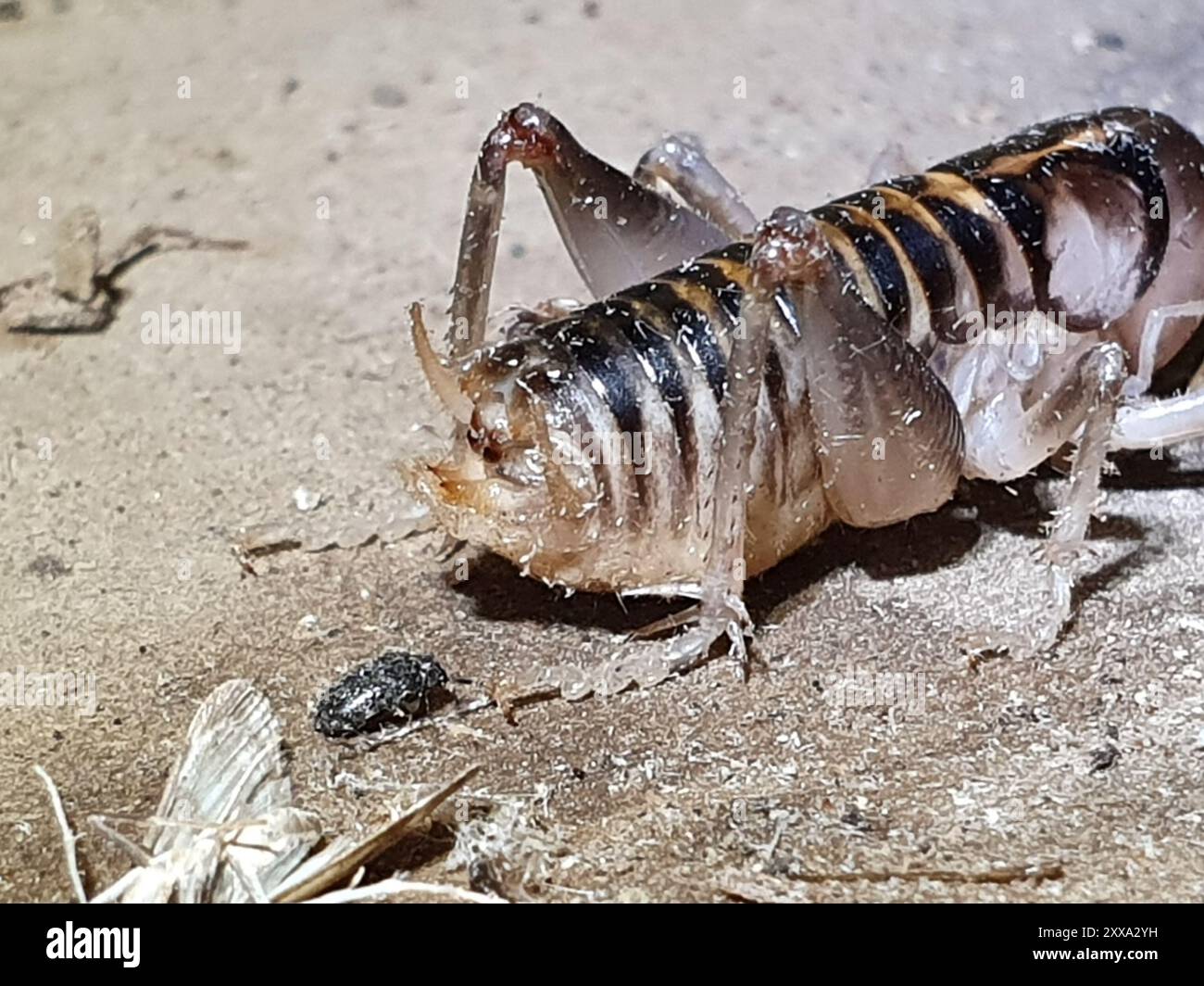 Ground Wētā (Hemiandrus) Insecta Stock Photo - Alamy