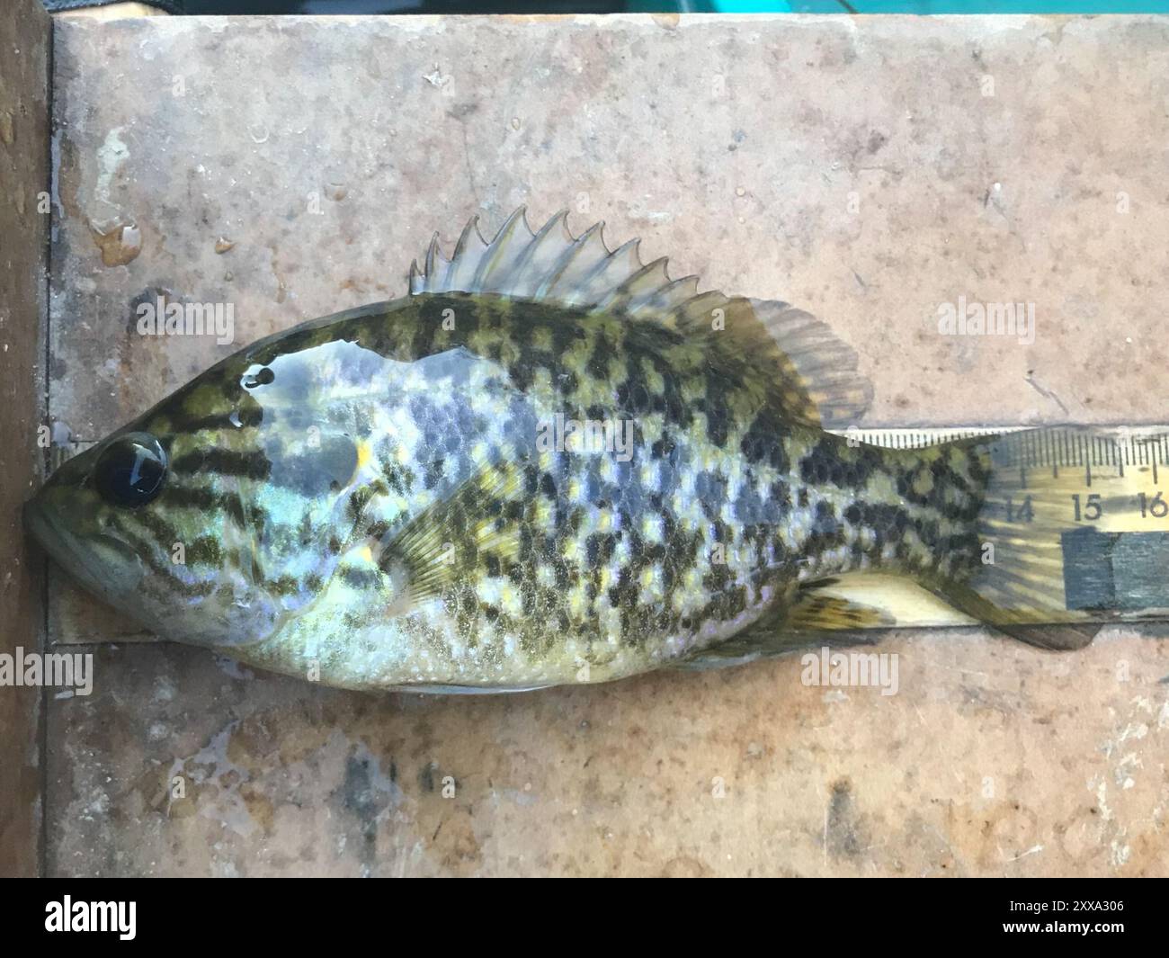 Warmouth (Lepomis gulosus) Actinopterygii Stock Photo - Alamy