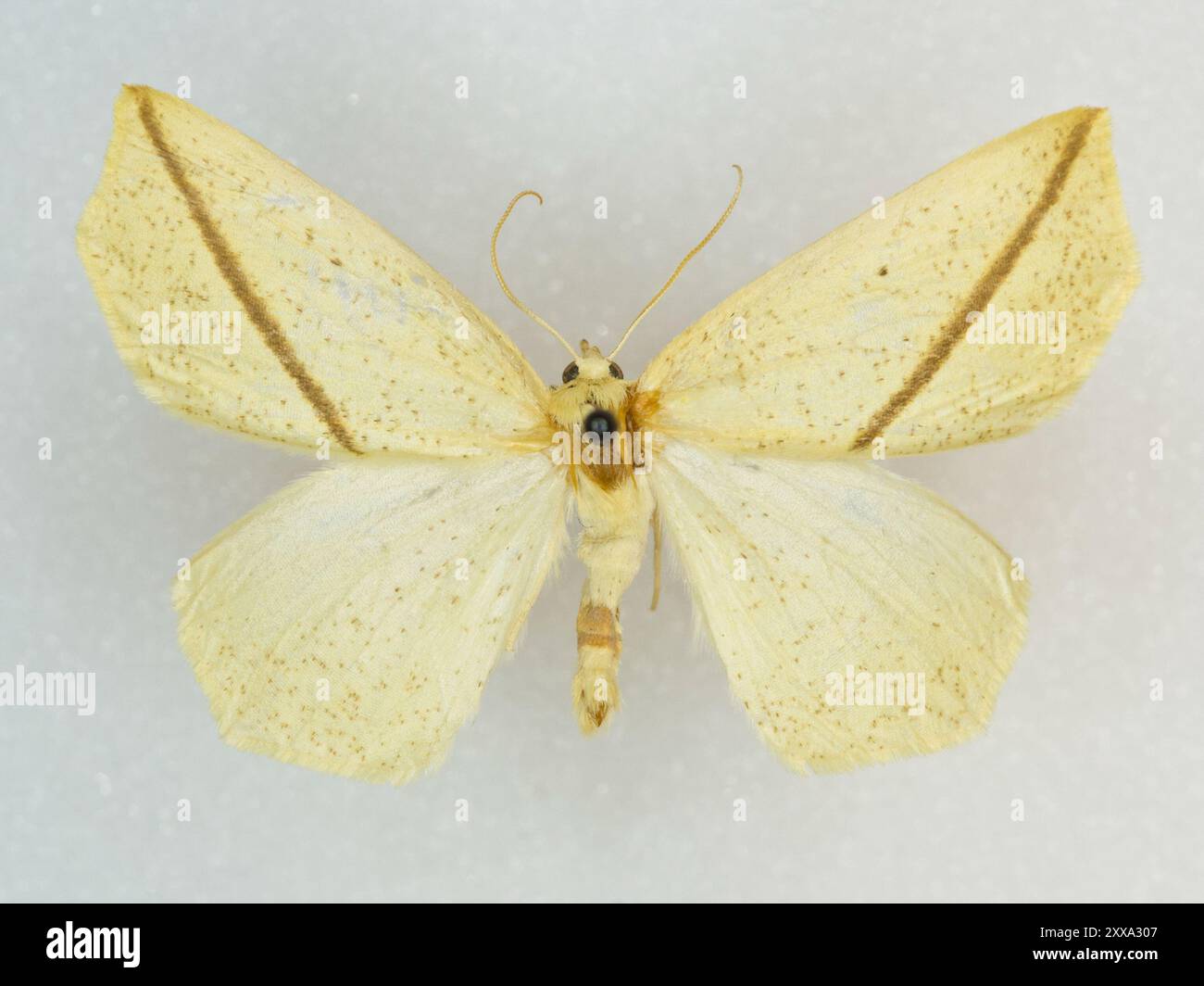 Yellow Slant-line (Tetracis crocallata) Insecta Stock Photo - Alamy
