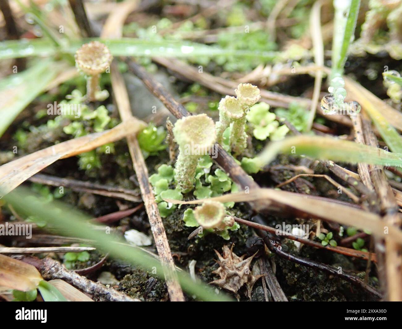 Trumpet Lichen (Cladonia fimbriata) Fungi Stock Photo - Alamy