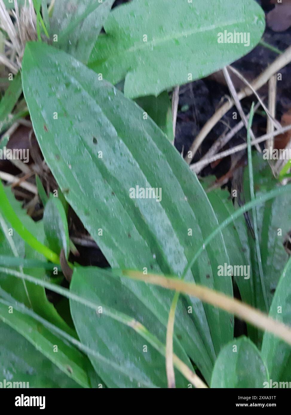 ribwort plantain (Plantago lanceolata) Plantae Stock Photo - Alamy