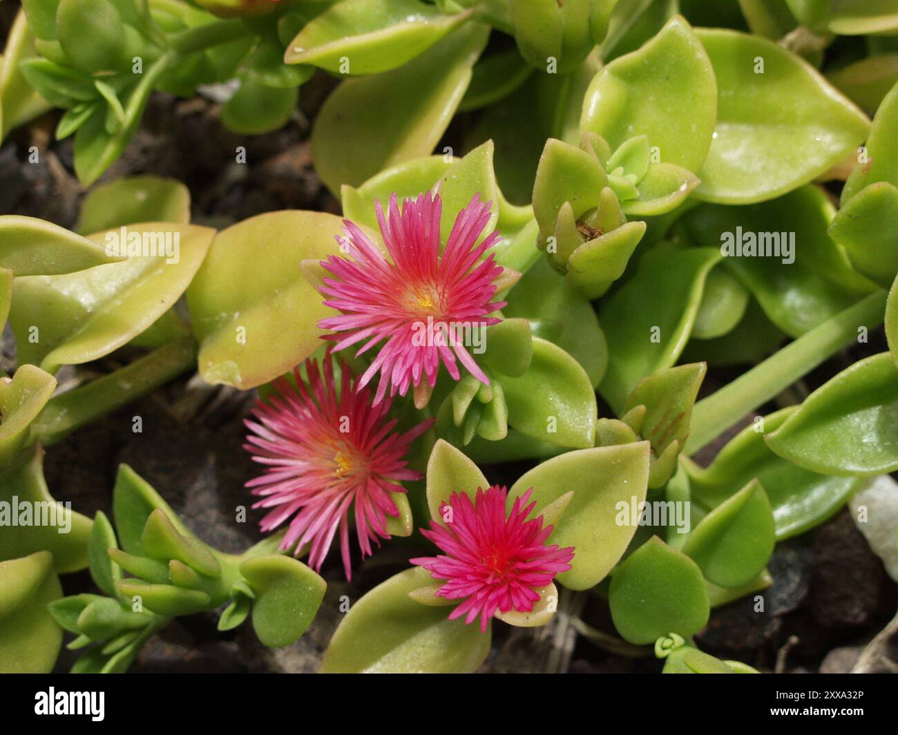 heart-leaf ice plant (Mesembryanthemum cordifolium) Plantae Stock Photo ...