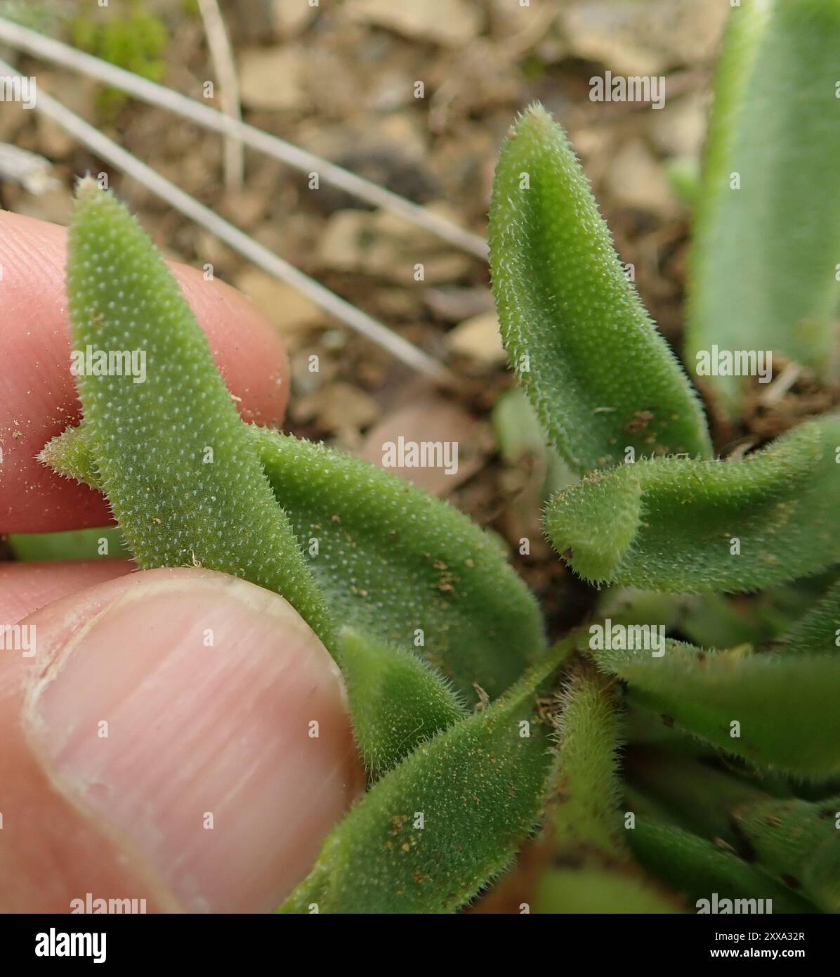 Fire Sheepfig (Delosperma sutherlandii) Plantae Stock Photo - Alamy
