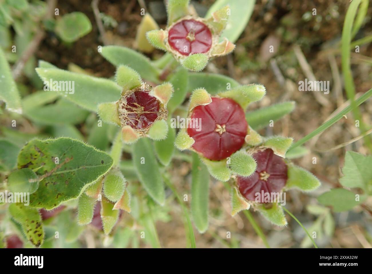 Fire Sheepfig (Delosperma sutherlandii) Plantae Stock Photo - Alamy