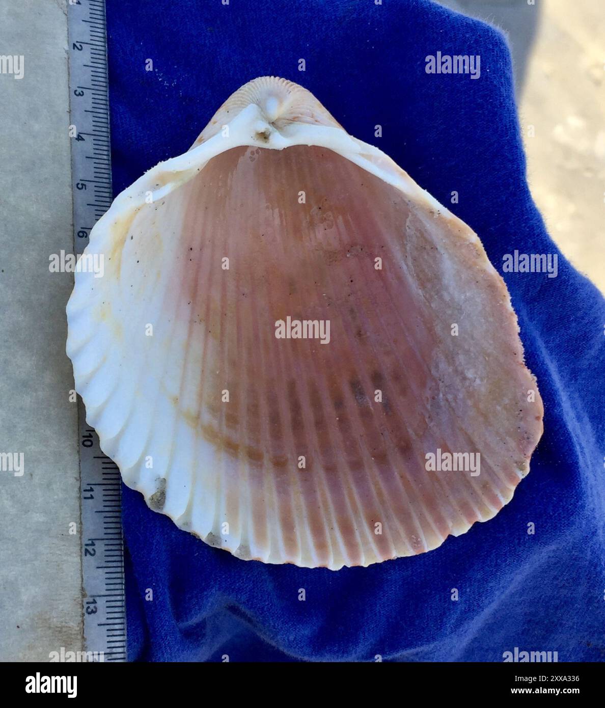 Giant Atlantic Cockle (Dinocardium robustum) Mollusca Stock Photo - Alamy