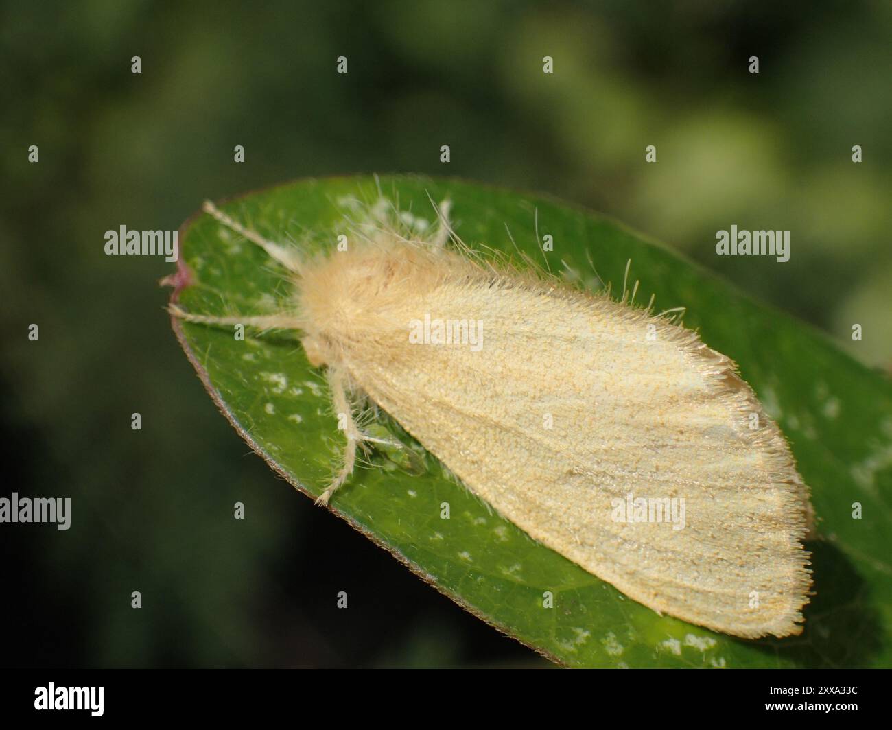 Taiwan yellow tussock moth (Euproctis taiwana) Insecta Stock Photo - Alamy