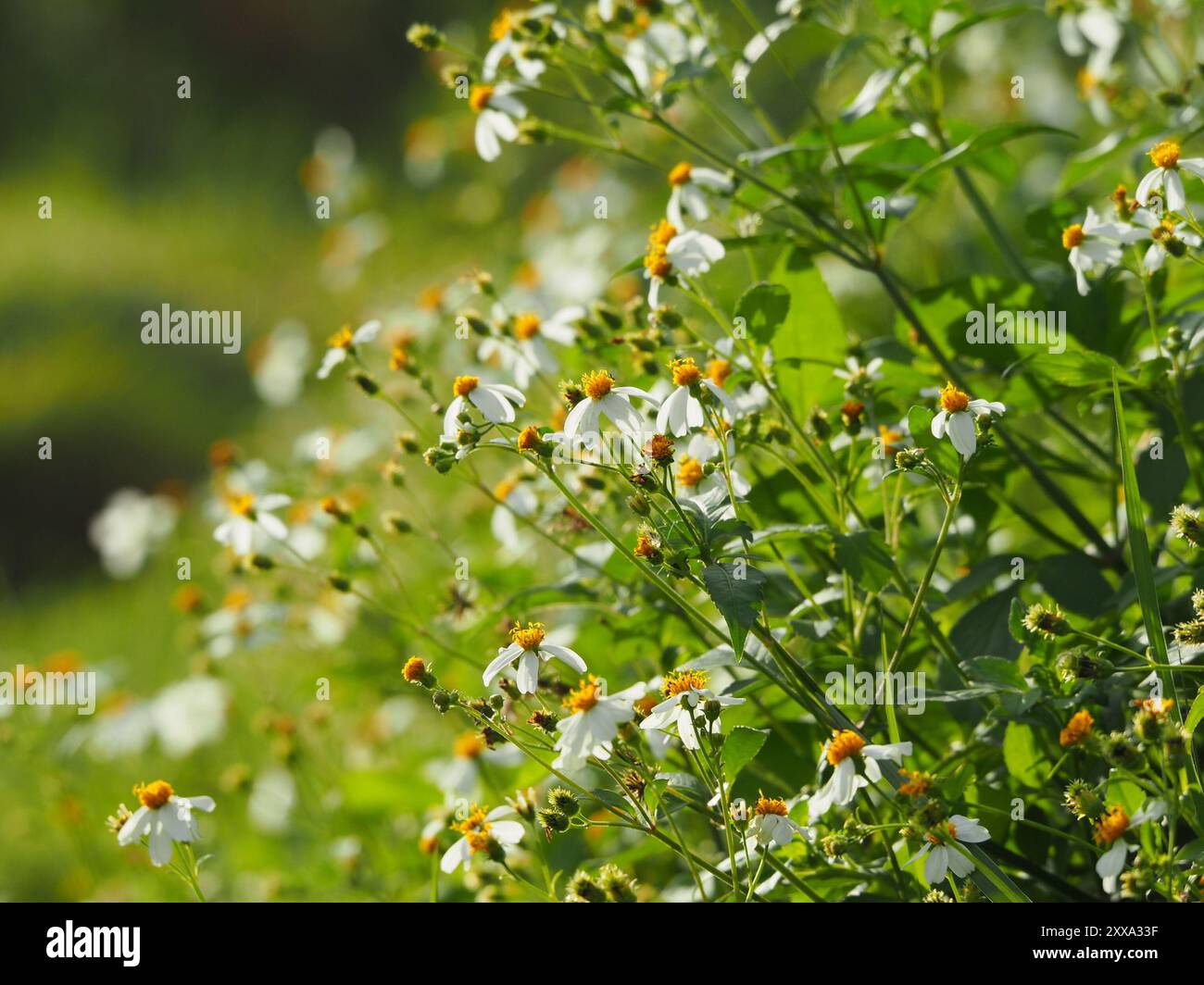 White beggarticks (Bidens alba) Plantae Stock Photo - Alamy